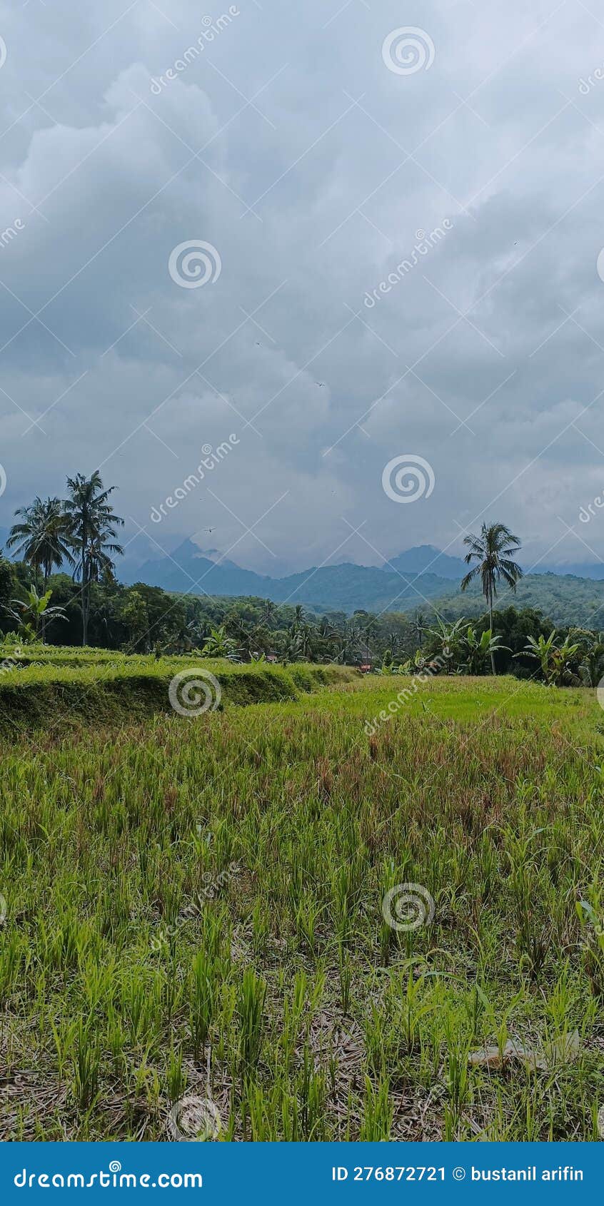The Beauty of the Mountain Seen from the Rice Fields Stock Image ...