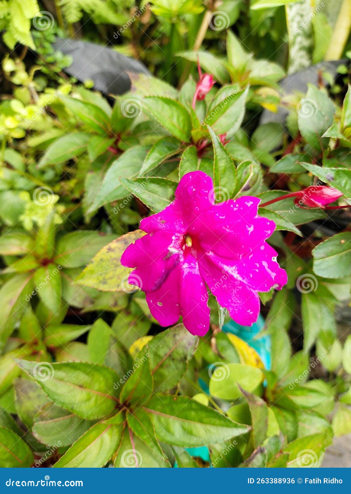 The BEAUTY of NATURAL WILD FLOWERS in the ENVIRONMENT Stock Photo ...