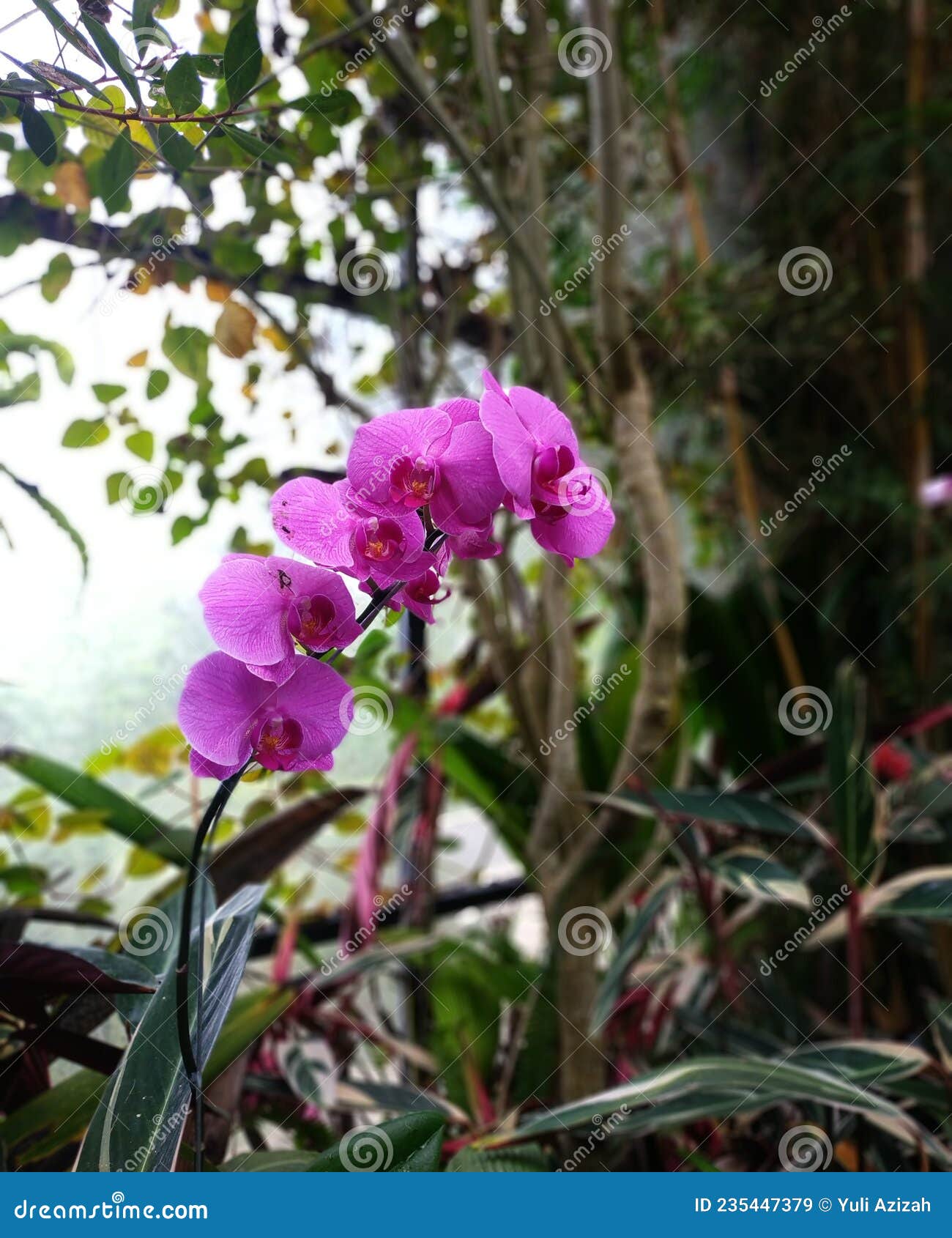 Orchid Flower Garden. Bandung West Java... Stock Image - Image of pink ...