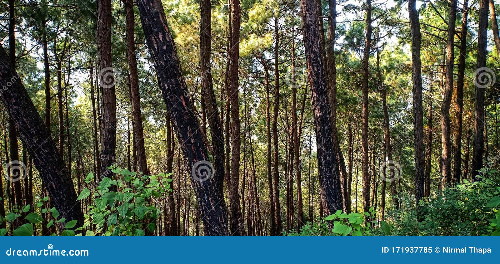 Beauty of Nature ,beautiful Forest Stock Image - Image of outdoor ...