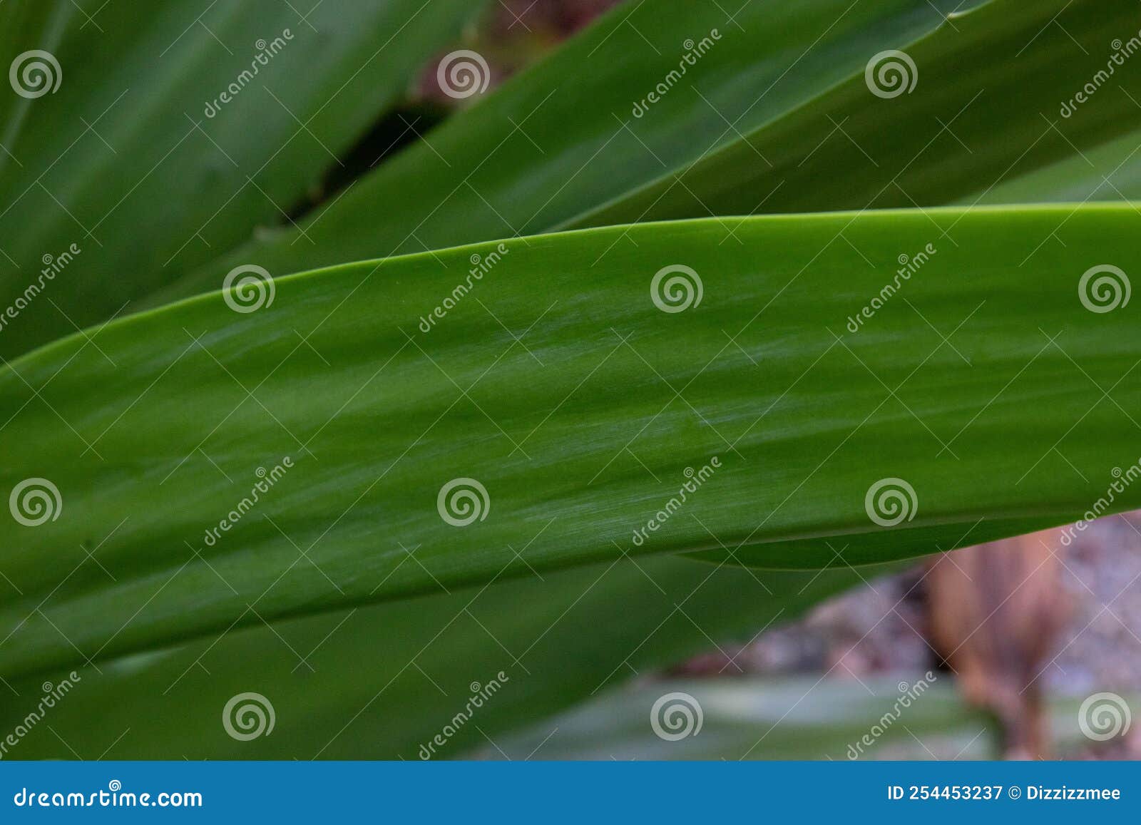 Beauty of Nature, Curve of Fresh Green Leaf Stock Image - Image of ...
