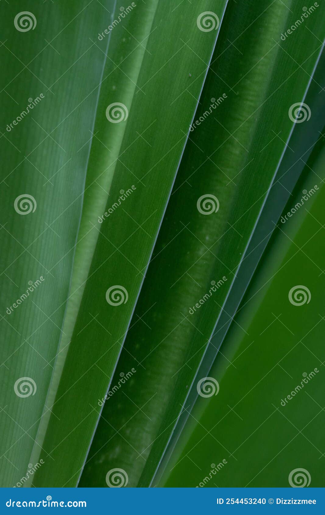Beauty of Nature, Curve of Fresh Green Leaf Stock Photo - Image of ...