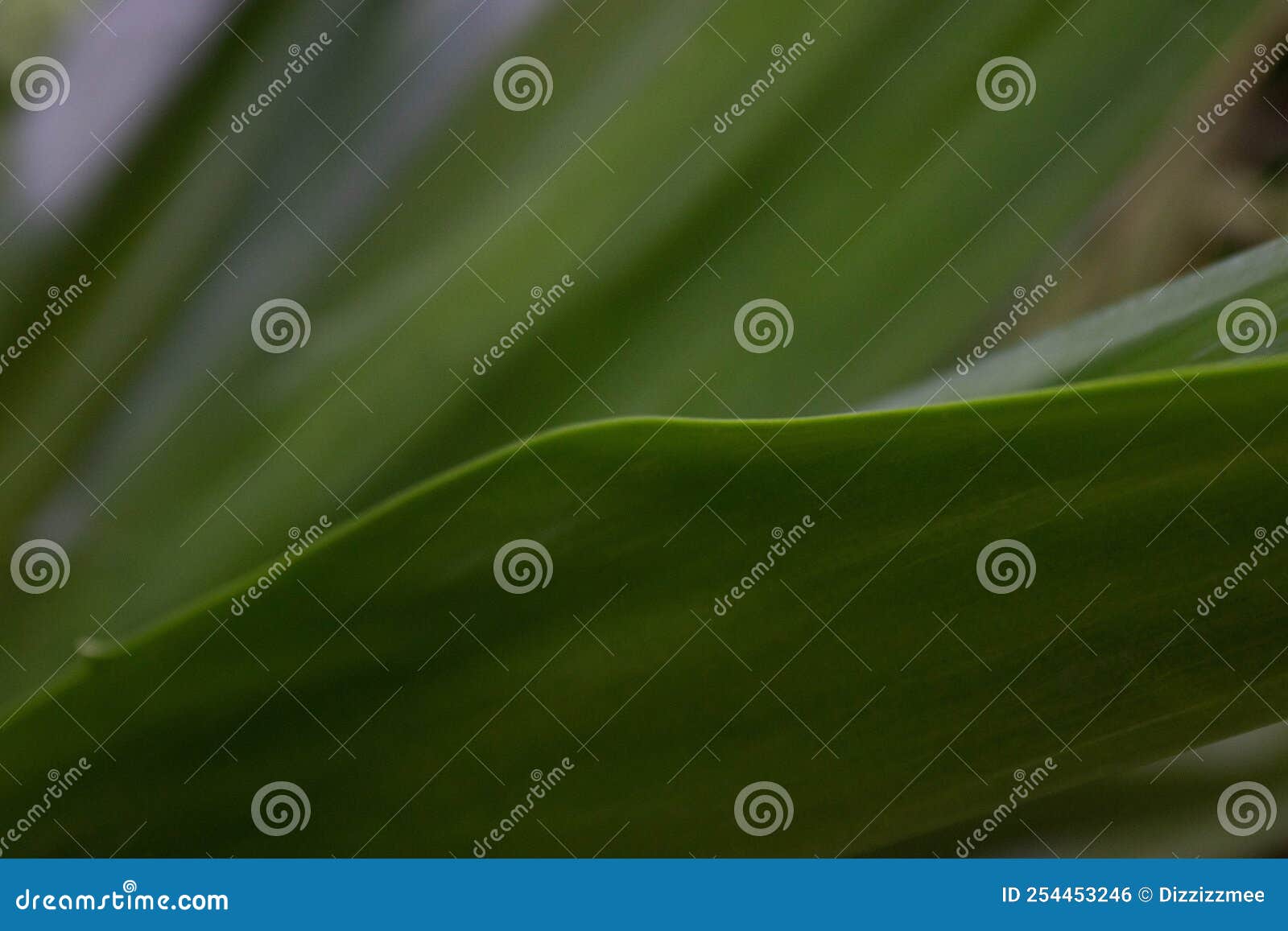 Beauty of Nature, Curve of Fresh Green Leaf Stock Photo - Image of ...