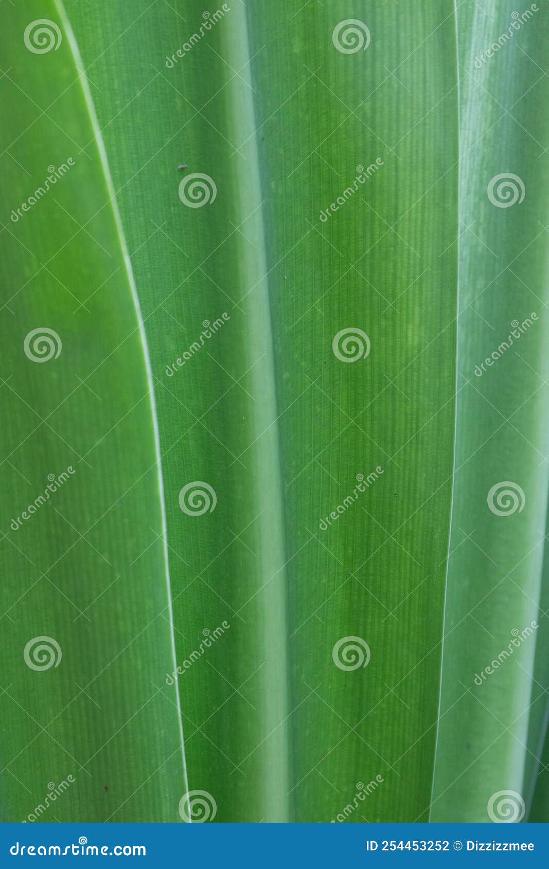 Beauty of Nature, Curve of Fresh Green Leaf Stock Photo - Image of ...