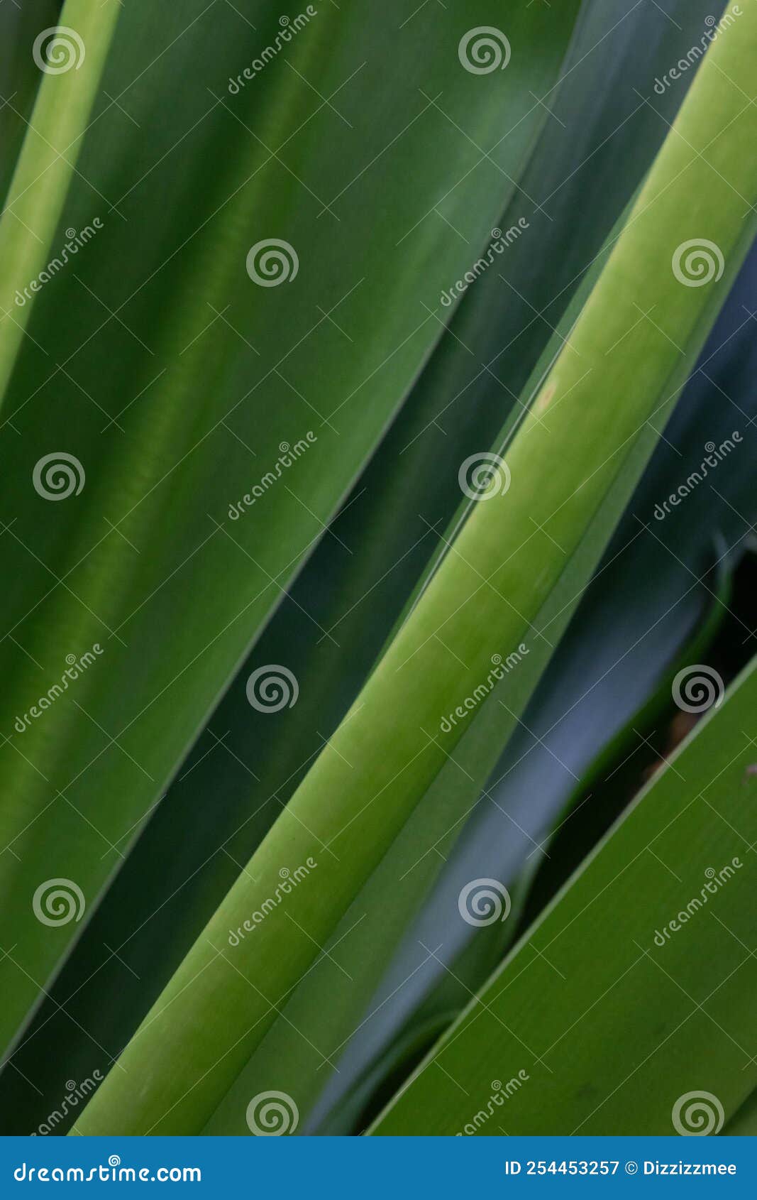 Beauty of Nature, Curve of Fresh Green Leaf Stock Image - Image of ...