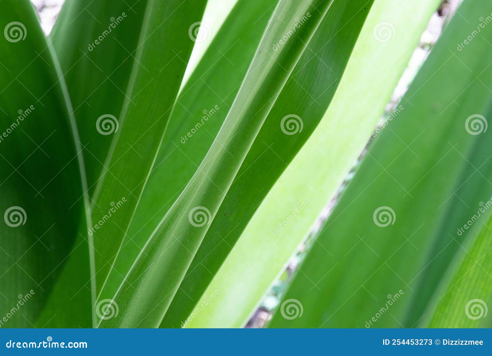 Beauty of Nature, Curve of Fresh Green Leaf Stock Image - Image of ...