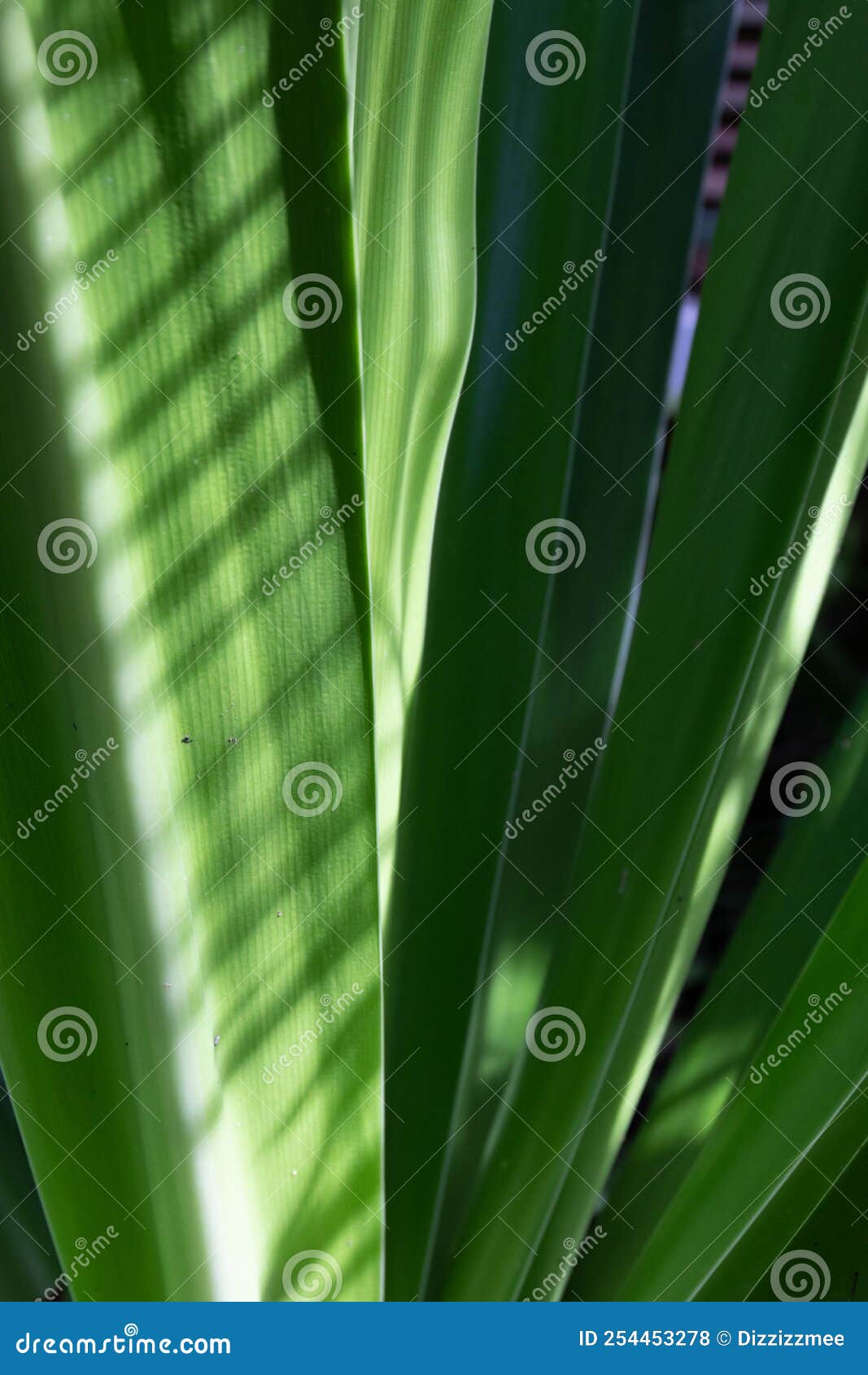 Beauty of Nature, Curve of Fresh Green Leaf Stock Photo - Image of ...