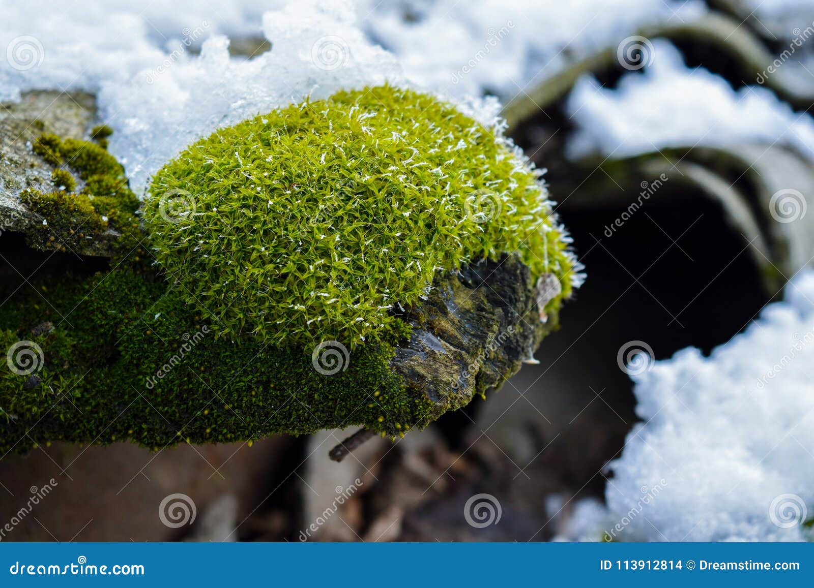 Detail Of Moss Leaf (Plagiomnium Affine) Royalty-Free Stock Photography ... Detail Of Moss Leaf (Plagiomnium Affine) Royalty-Free Stock Photography ...