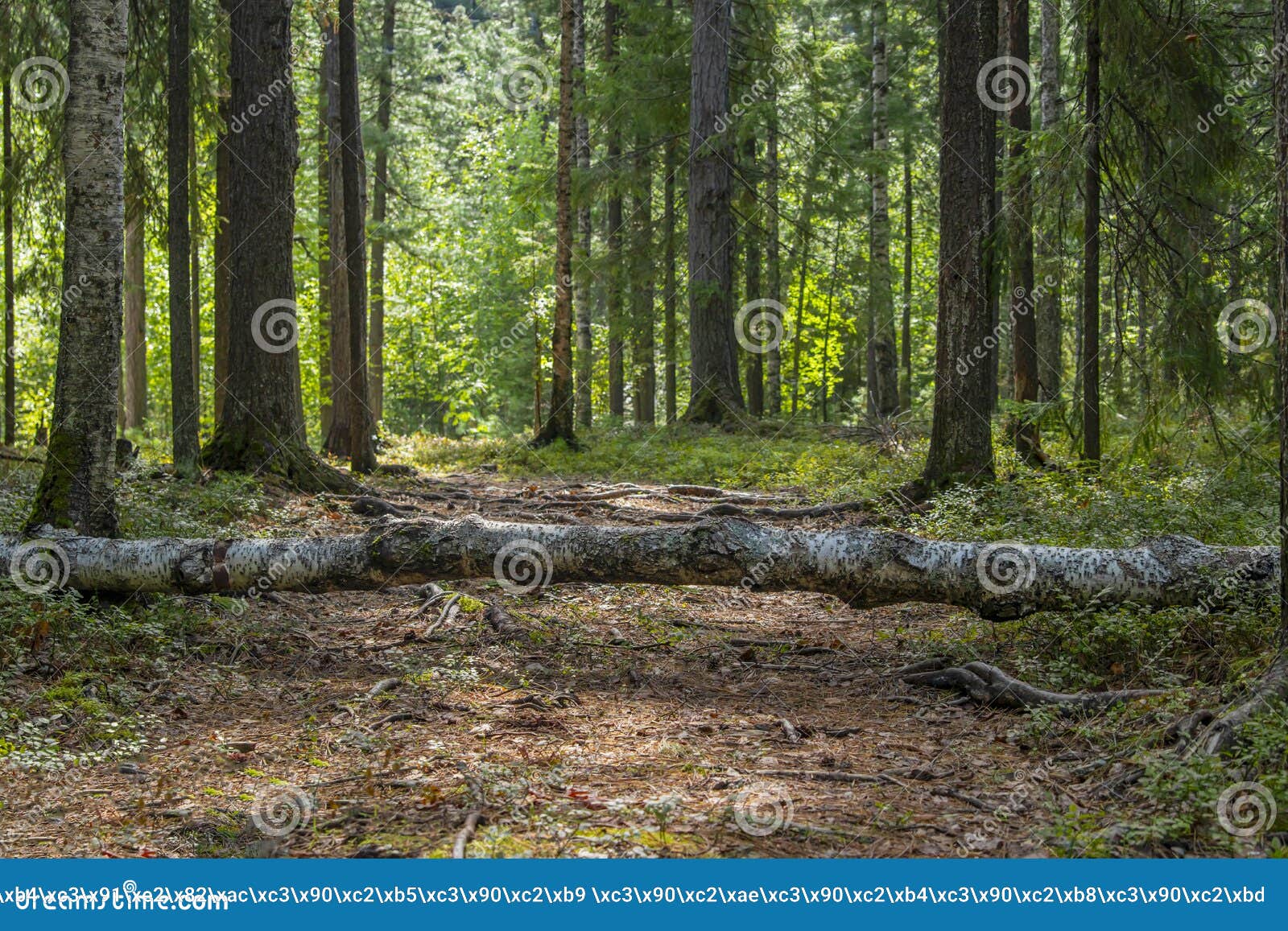 Beauty in Nature. Fallen Tree on a Forest Path Stock Image - Image of ...