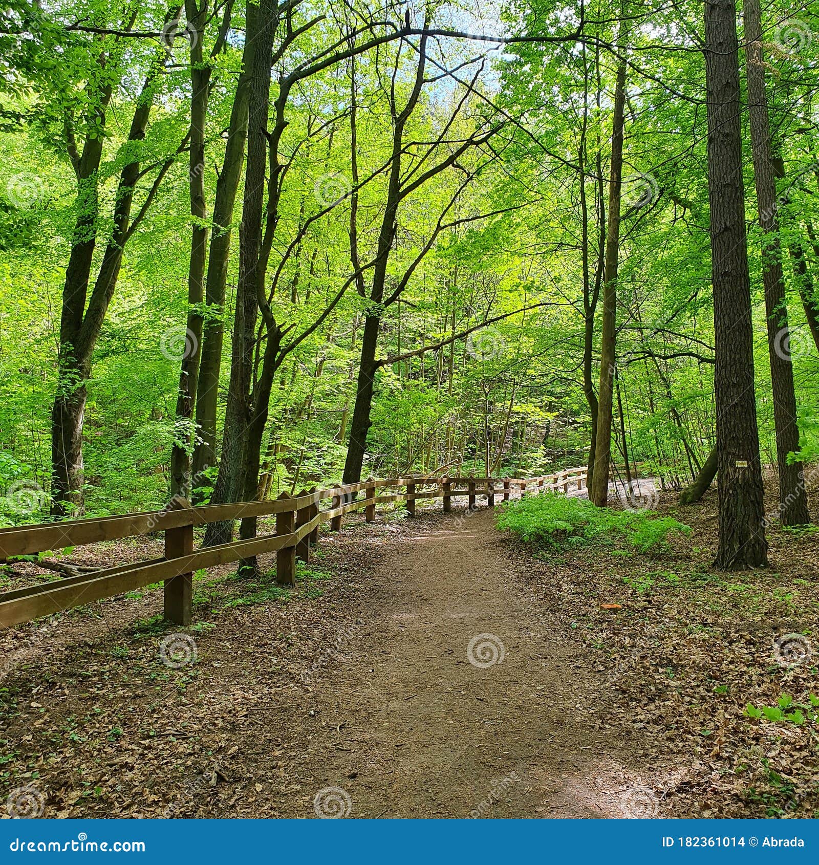 A Forest Path without People. Stock Photo - Image of path, scene: 182361014