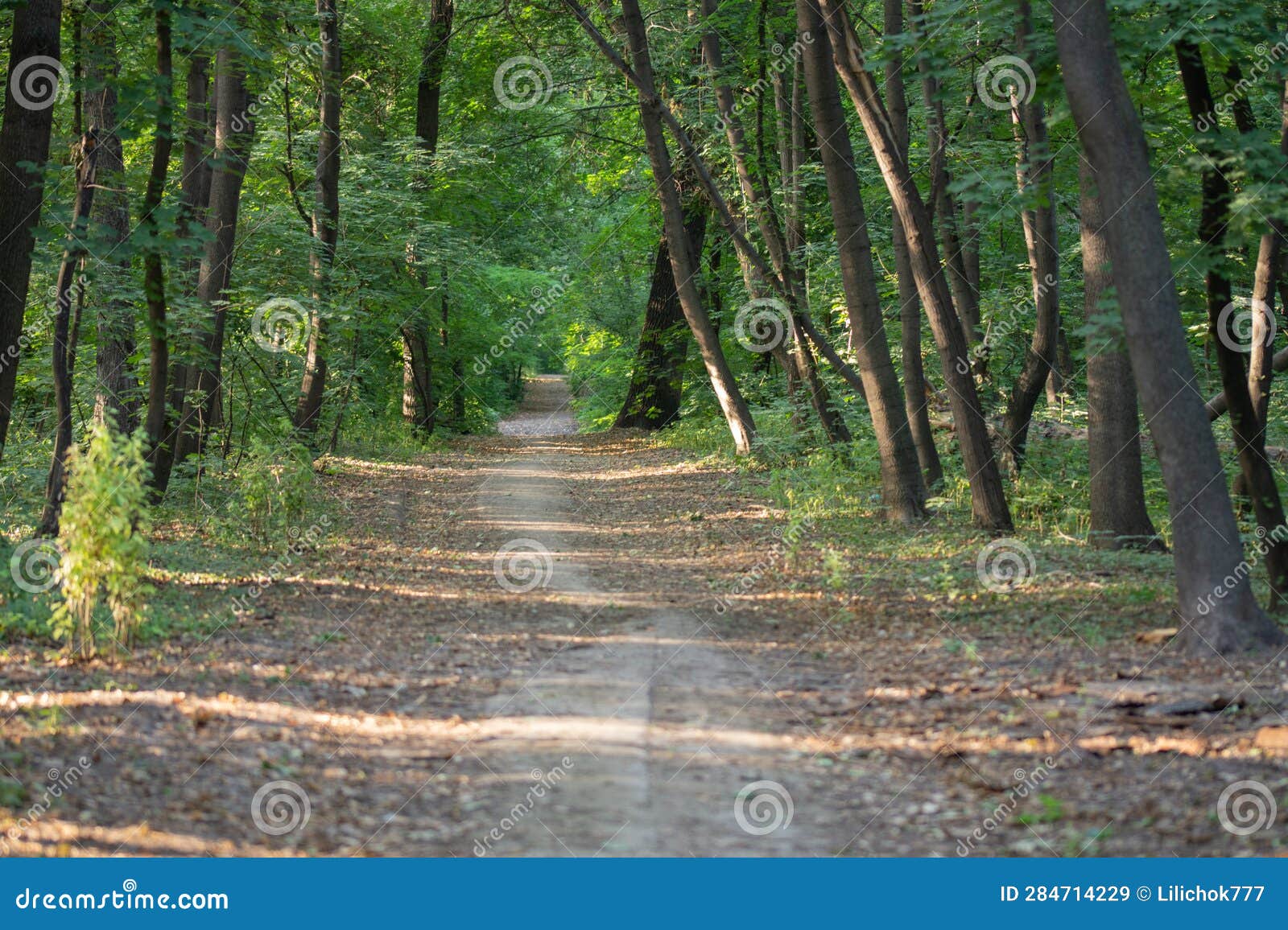 Beauty of Nature in a Grove, Path Stock Image - Image of tree, beauty ...