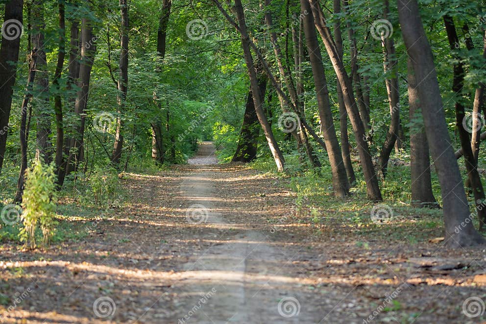Beauty of Nature in a Grove, Path Stock Image - Image of tree, beauty ...