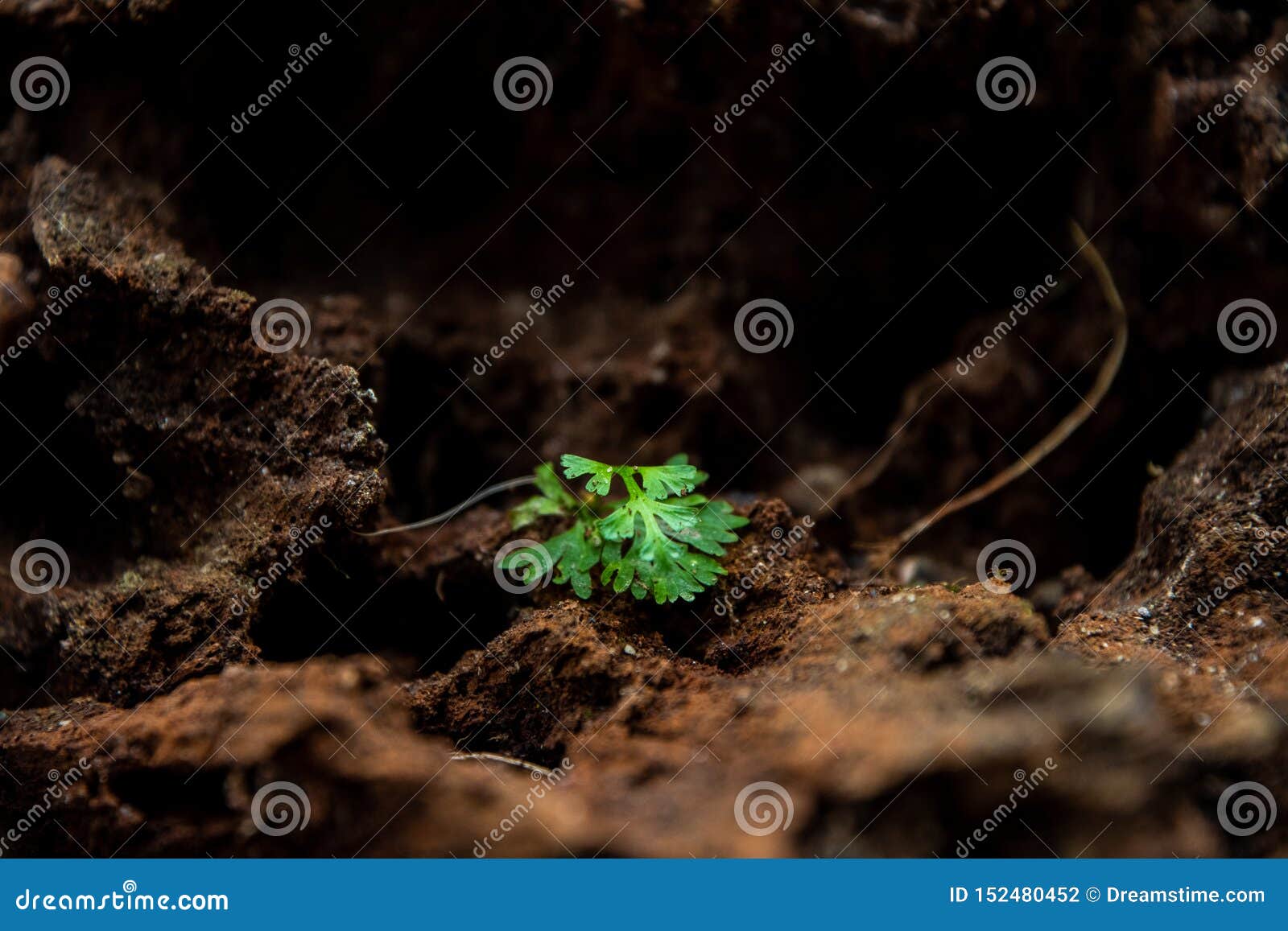 Beauty of Nature that is Hidden Stock Photo - Image of beauty, nature ...