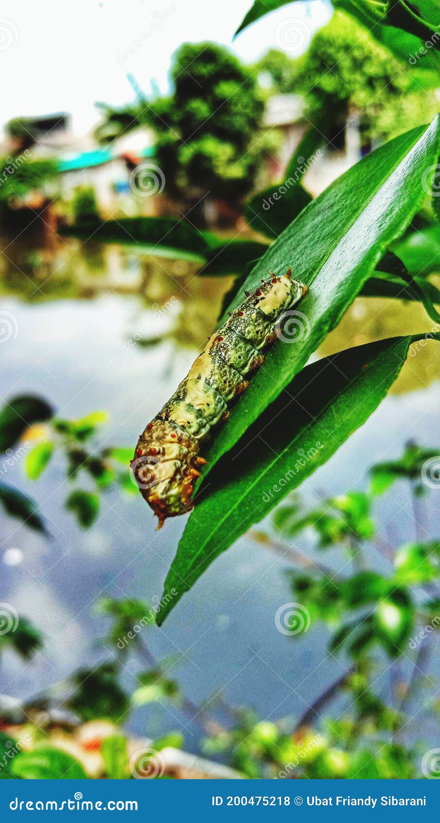 Bealeaf Caterpillar Stock Photos - Free & Royalty-Free Stock Photos ...