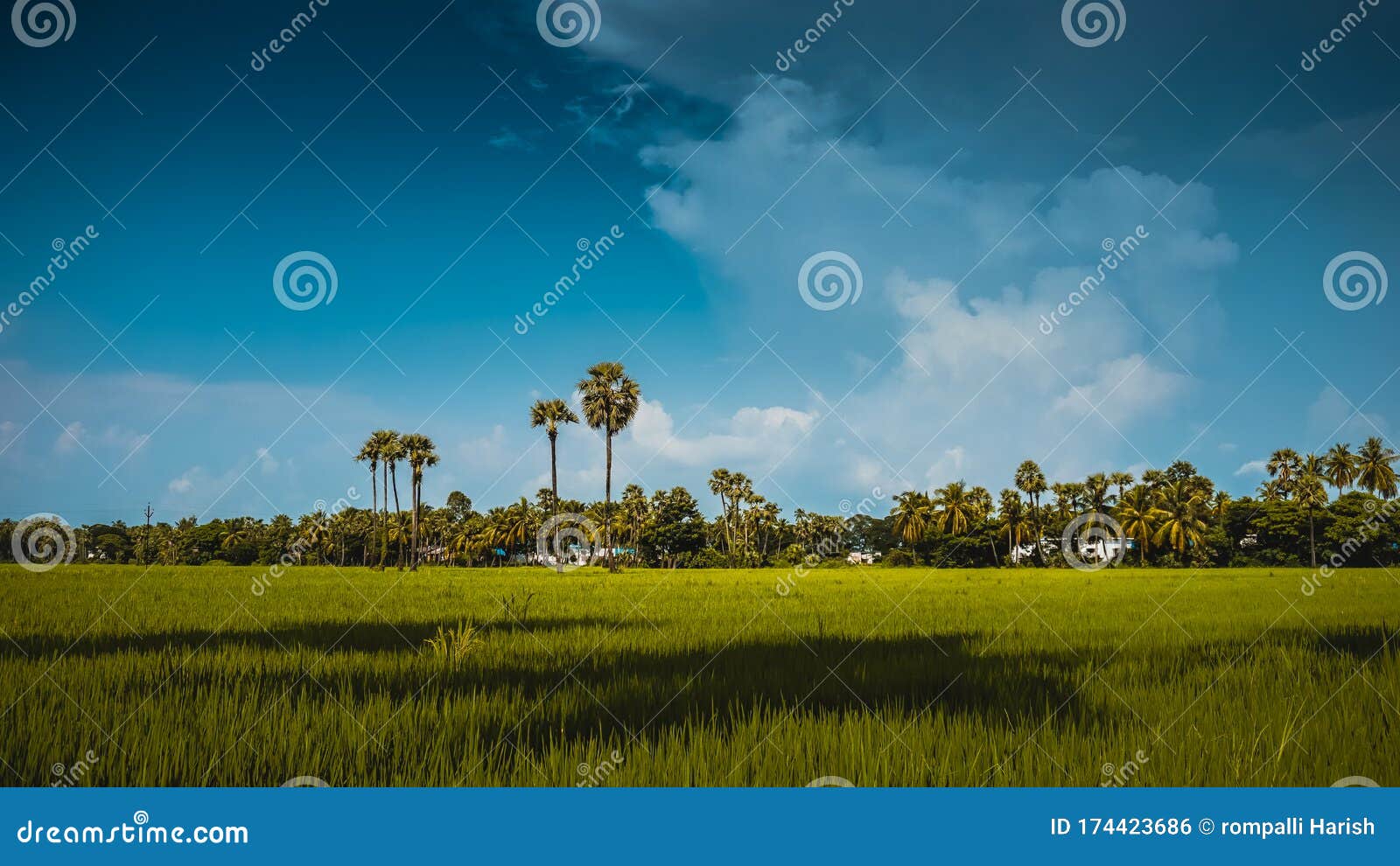 Beauty of Nature Looking Cool Stock Photo - Image of family, fishes ...