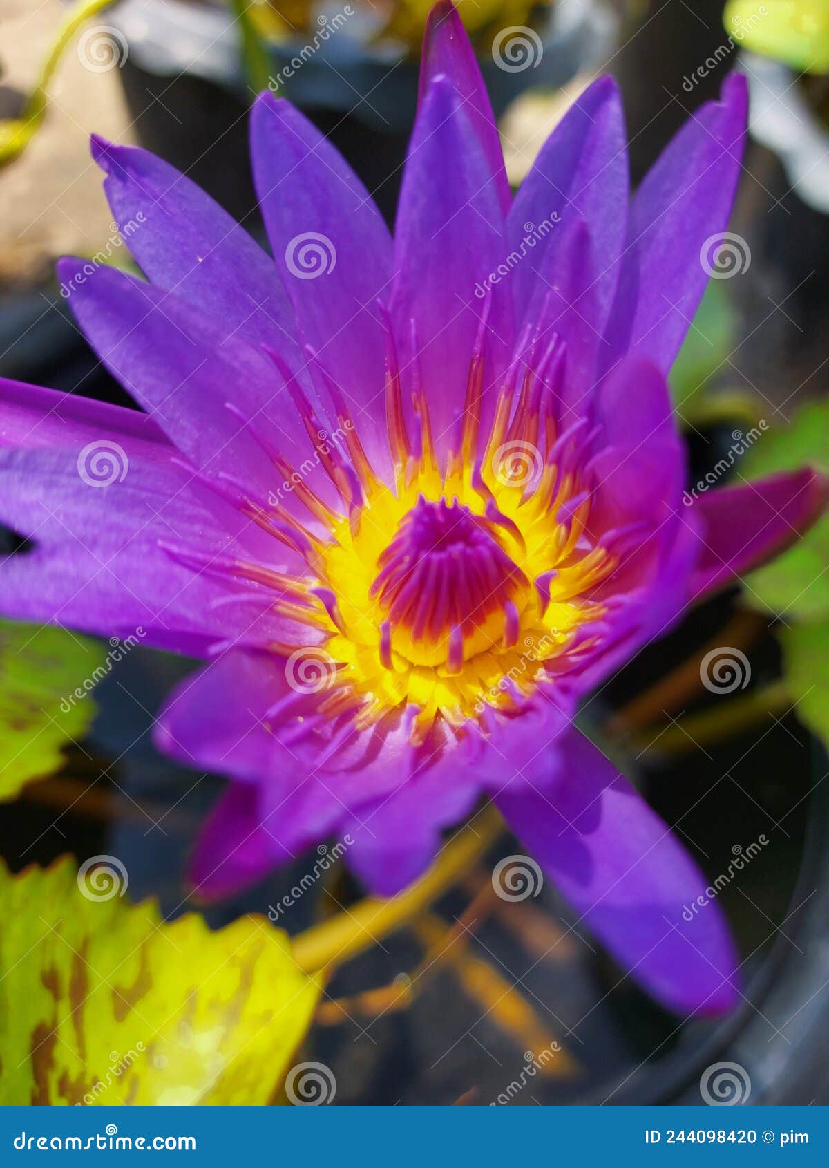 Beauty of nature lotus stock photo. Image of beauty - 244098420