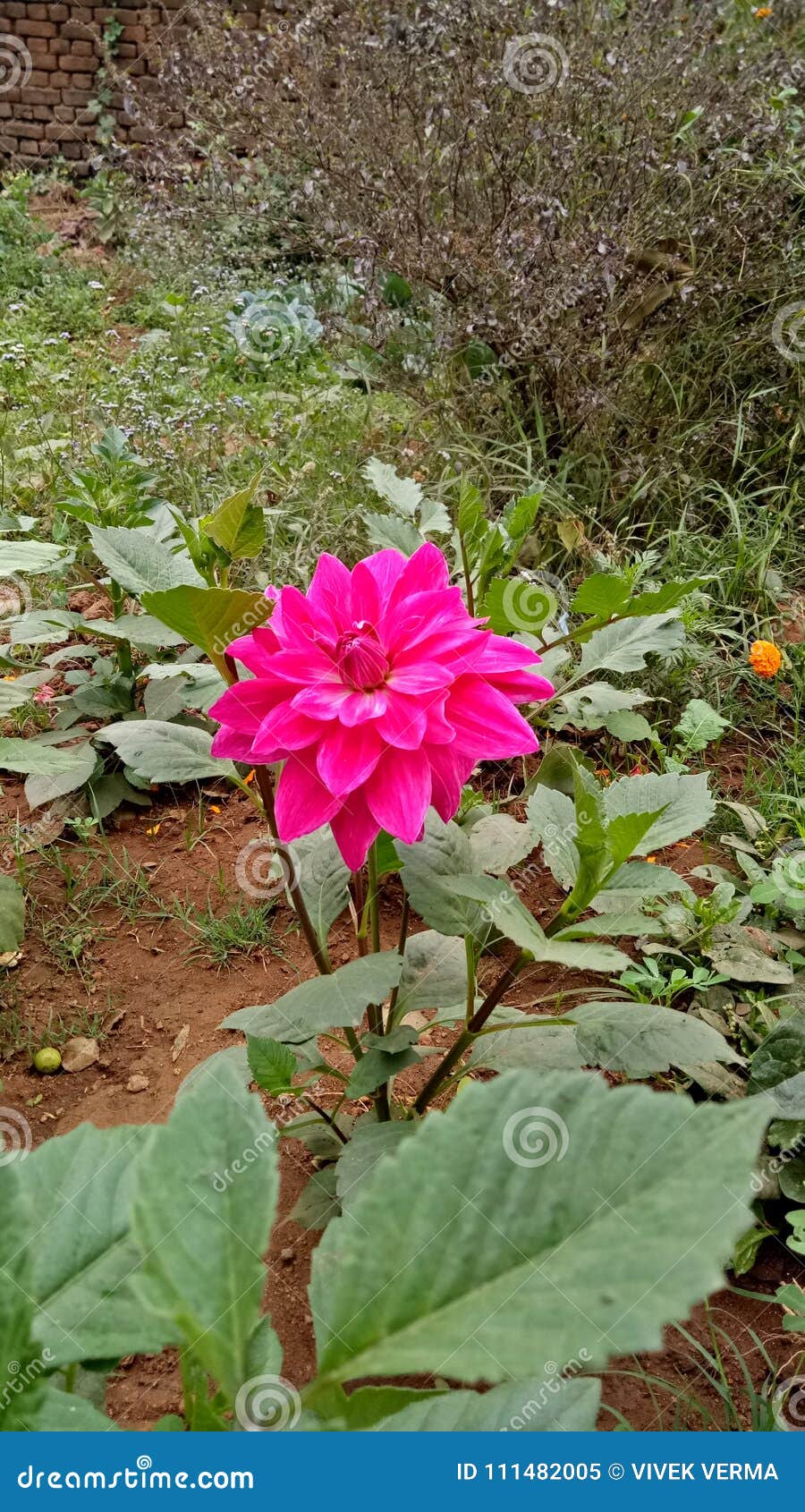 Flowers stock image. Image of flowers, love, beauty - 111482005