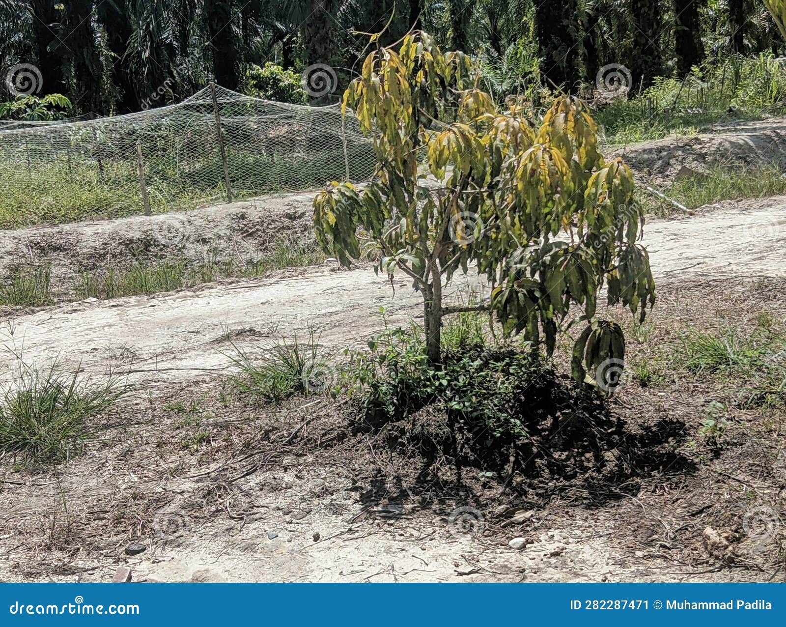 Beauty of Nature Mango Tree Portrait and Charming Palm Tree Background ...