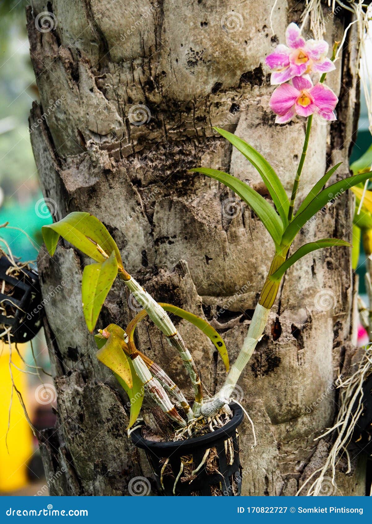 The Beauty of Nature, Orchids on Trees Stock Image - Image of plant ...