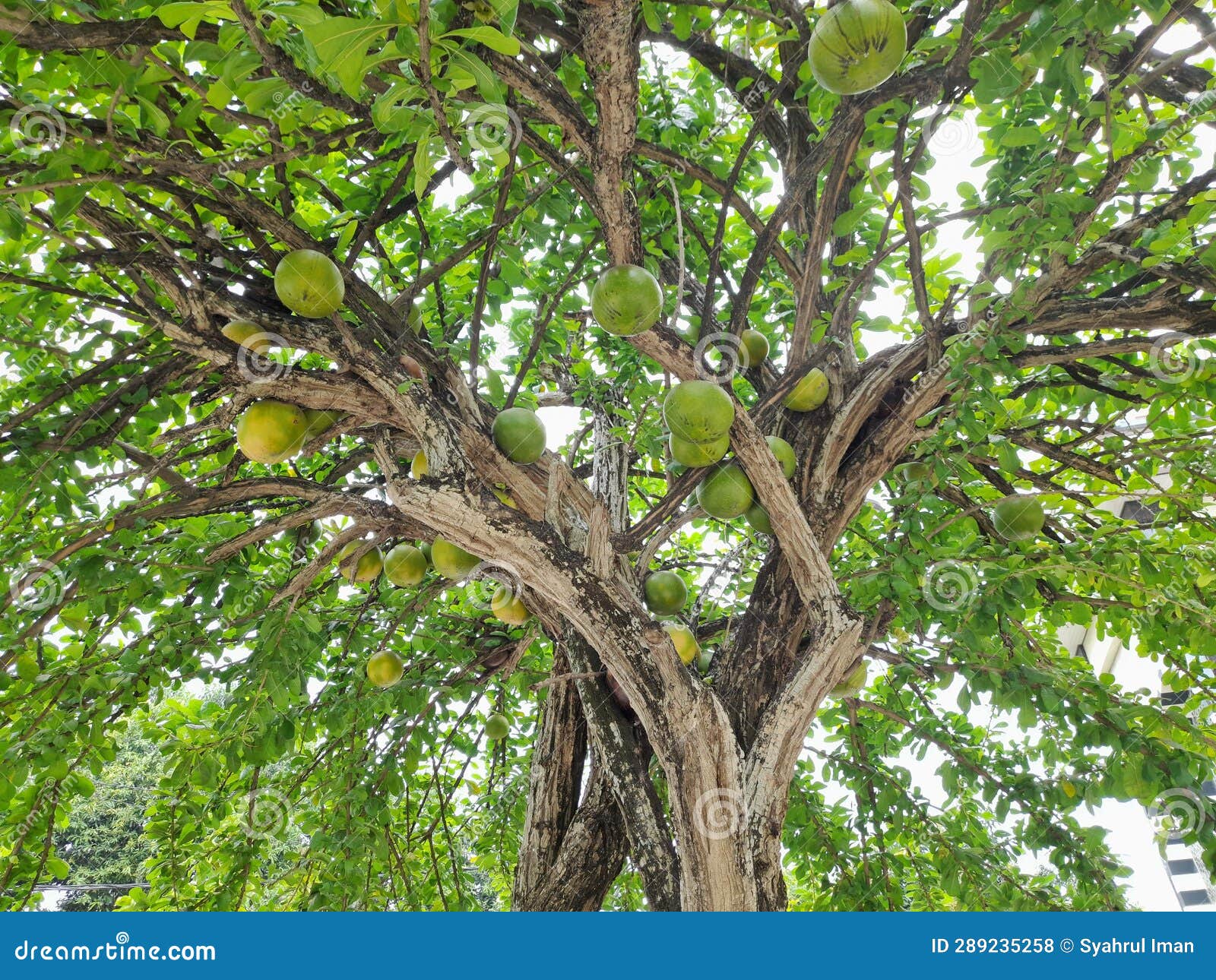 Pamelo Grapefruit Tree Produces a Lot of Fruit Stock Photo - Image of ...