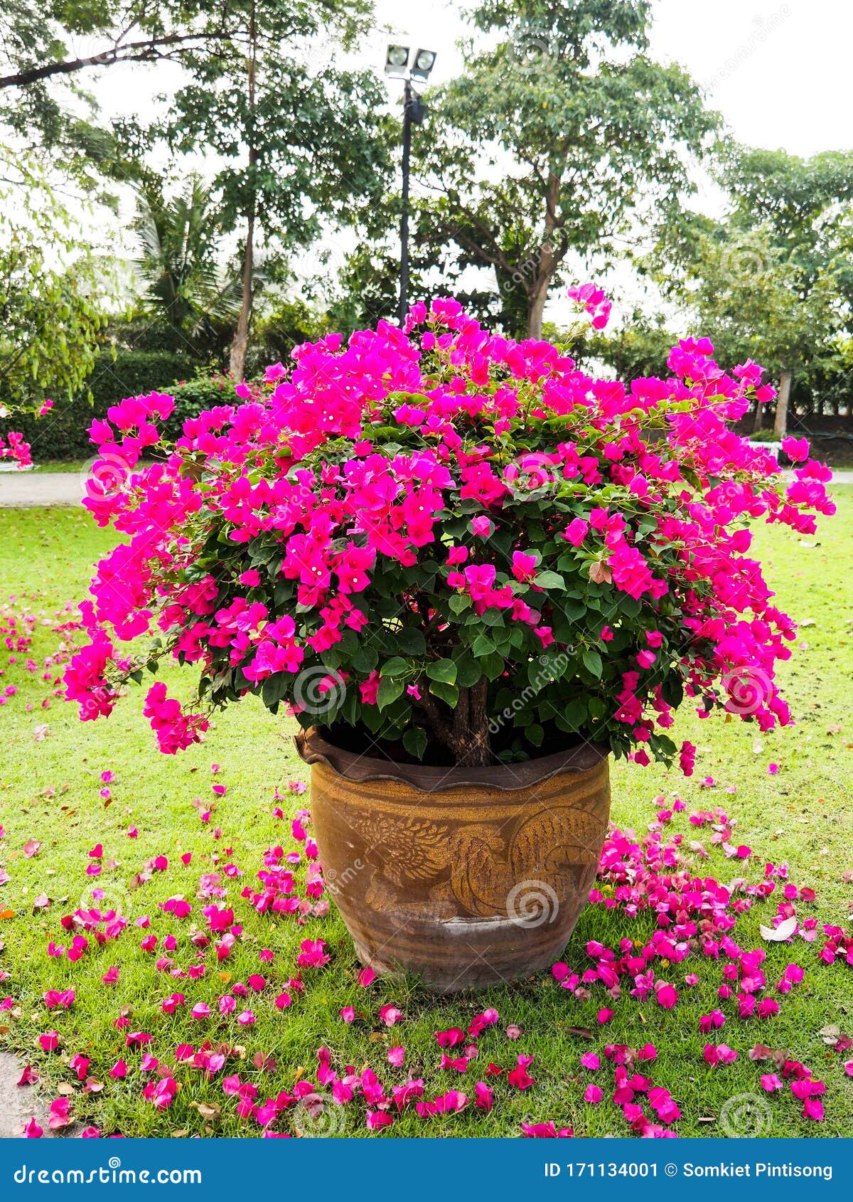 The Beauty of Nature, Pink Flowers that are Falling Stock Image - Image ...