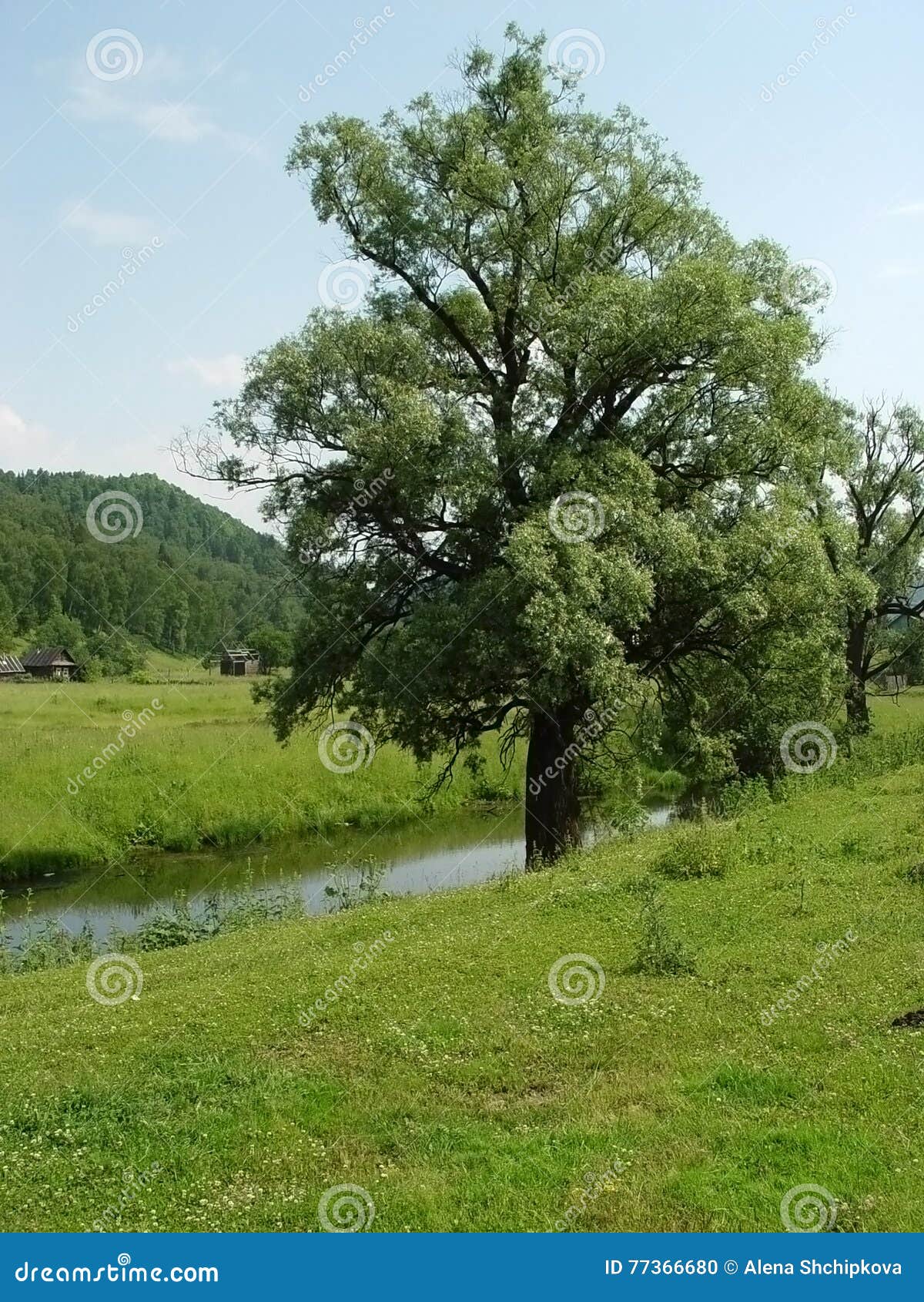 The beauty of nature stock photo. Image of cyprus, pond - 77366680