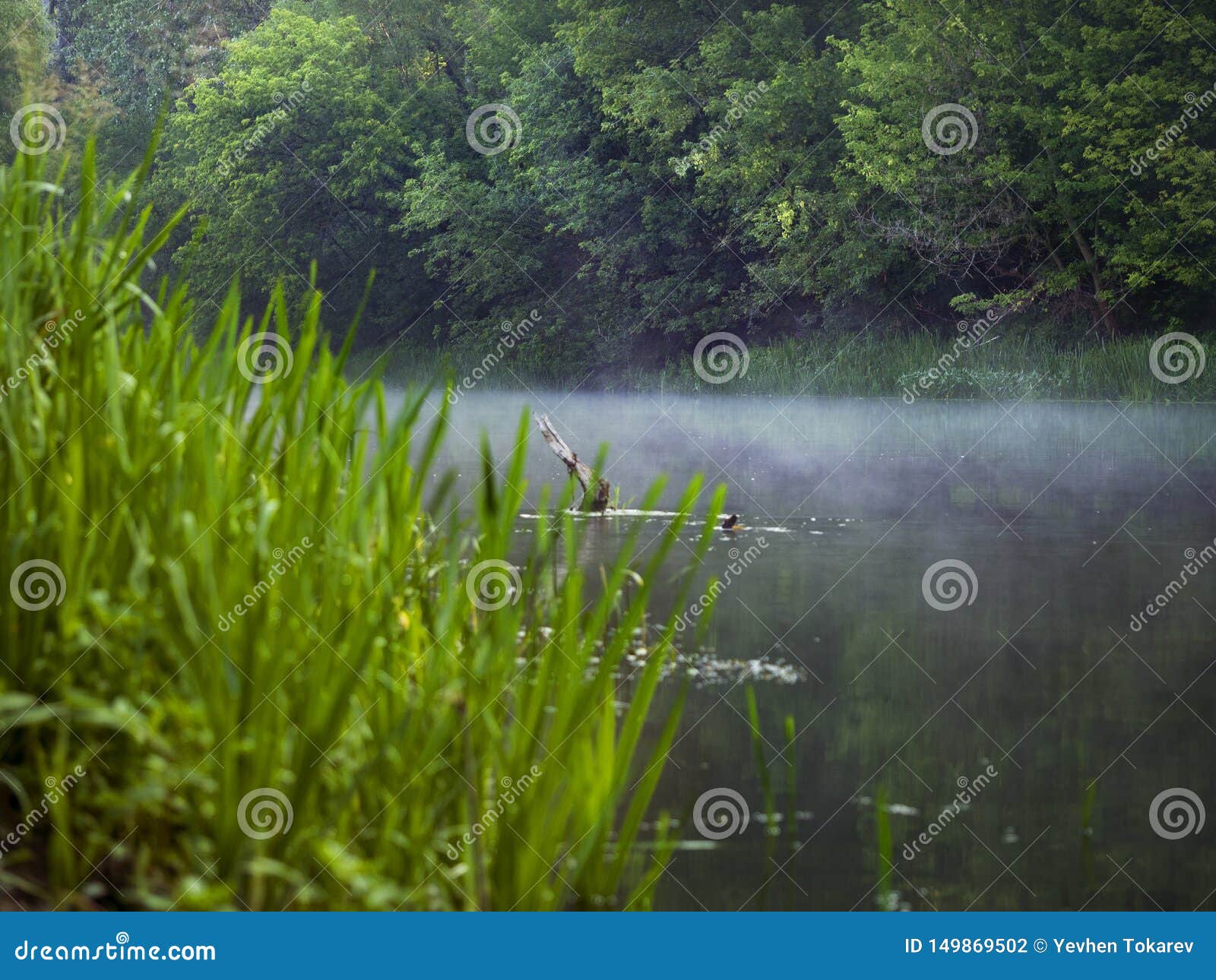 The Twisting River Flows between Trees in the Forest Stock Photo ...