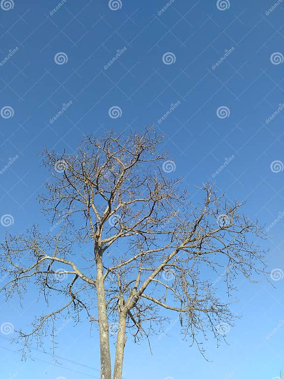 Beauty of Nature,tree of Thrones without Leafs Stock Photo - Image of ...