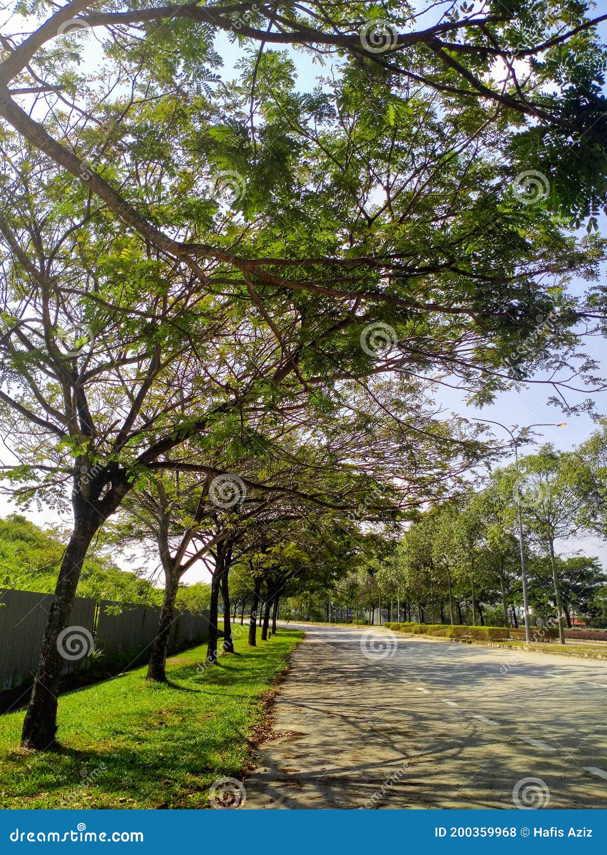 The beauty off trees stock photo. Image of spring, nature - 200359968