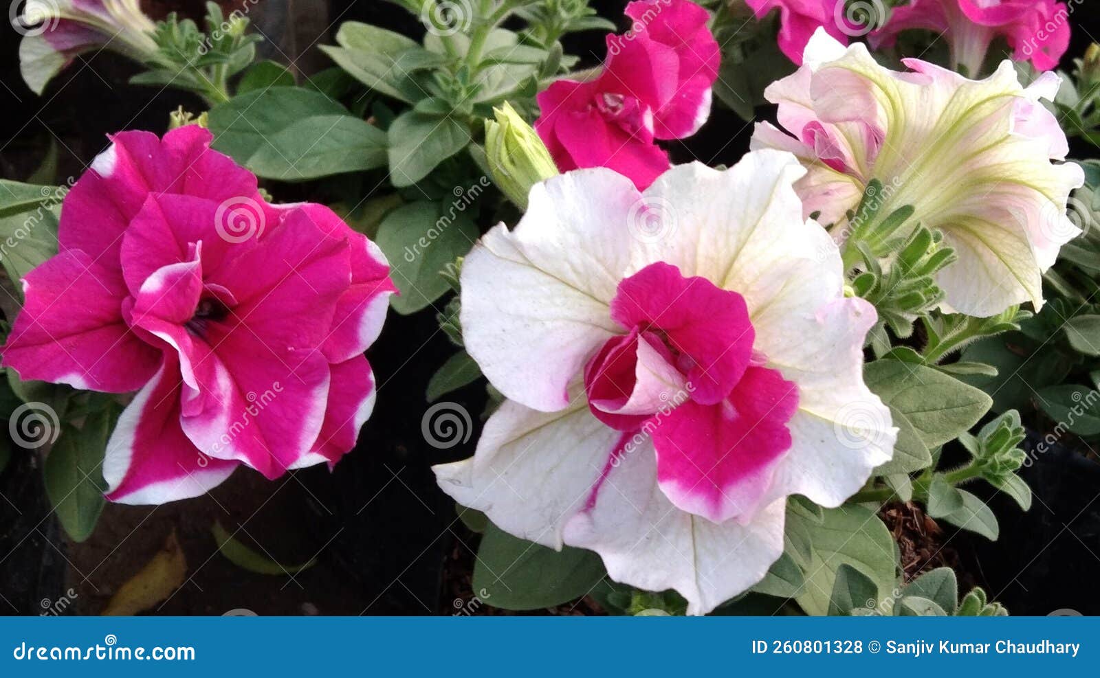 Beauty one flower stock photo. Image of petal, flower - 260801328