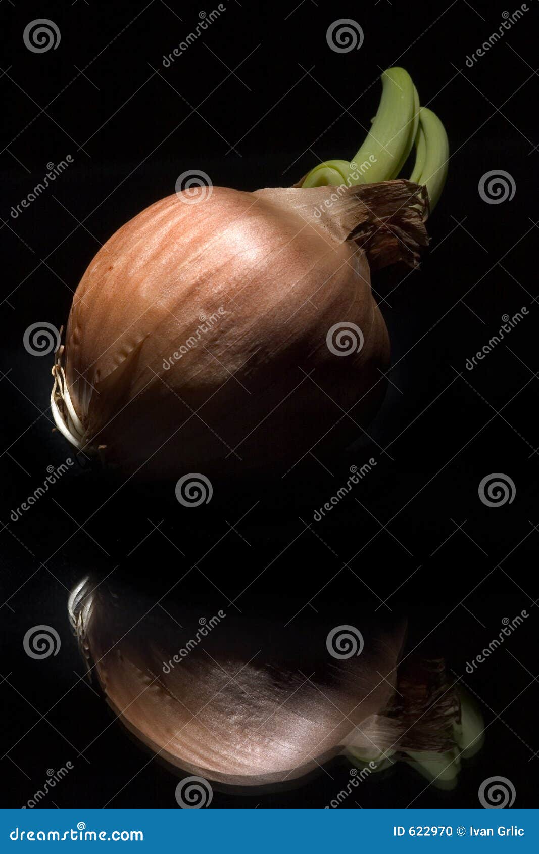 Beauty onion 1 stock photo. Image of food, macro, bulb - 622970
