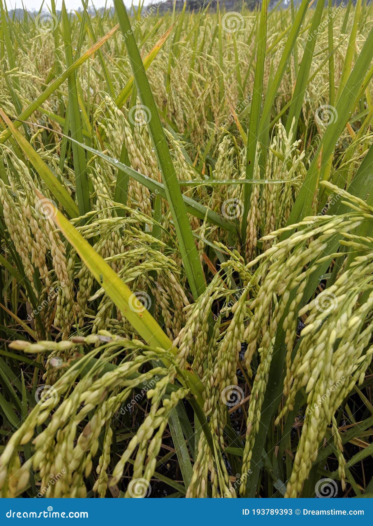 Beauty of Paddy stock image. Image of shrub, field, soil - 193789393