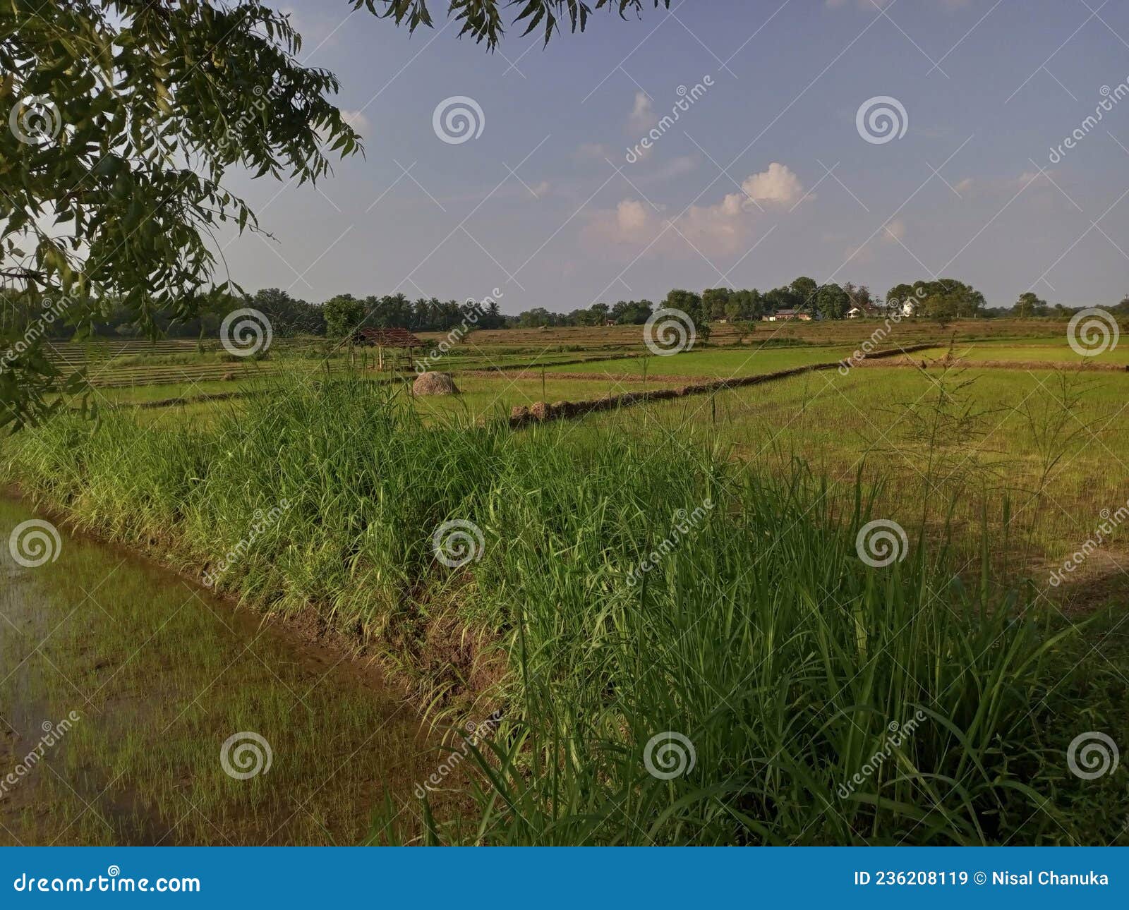 The beauty of paddy fields stock image. Image of paddy - 236208119