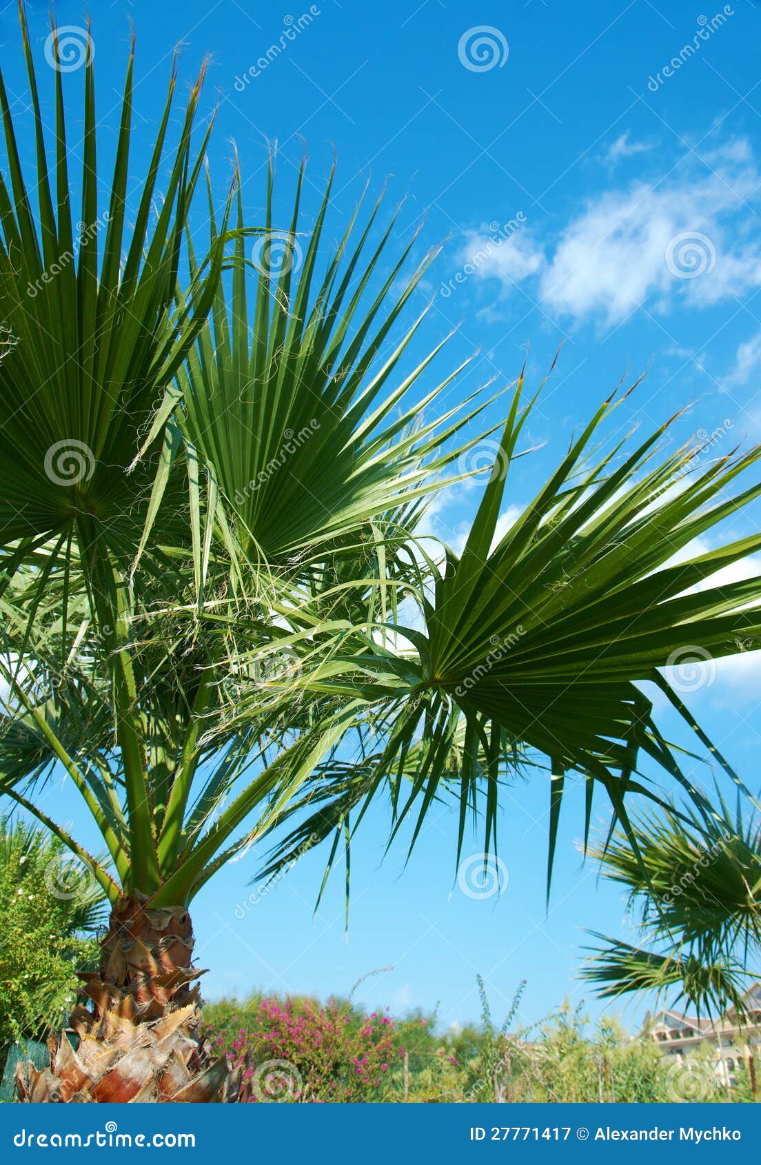 Beauty Palm-trees in Antalya Stock Image - Image of grass, subtropics ...