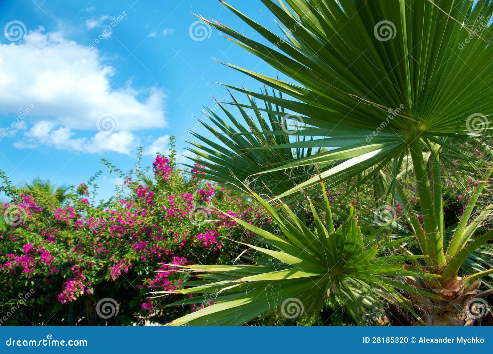 Beauty Palm-trees in Antalya Stock Photo - Image of beauty, palmtree ...