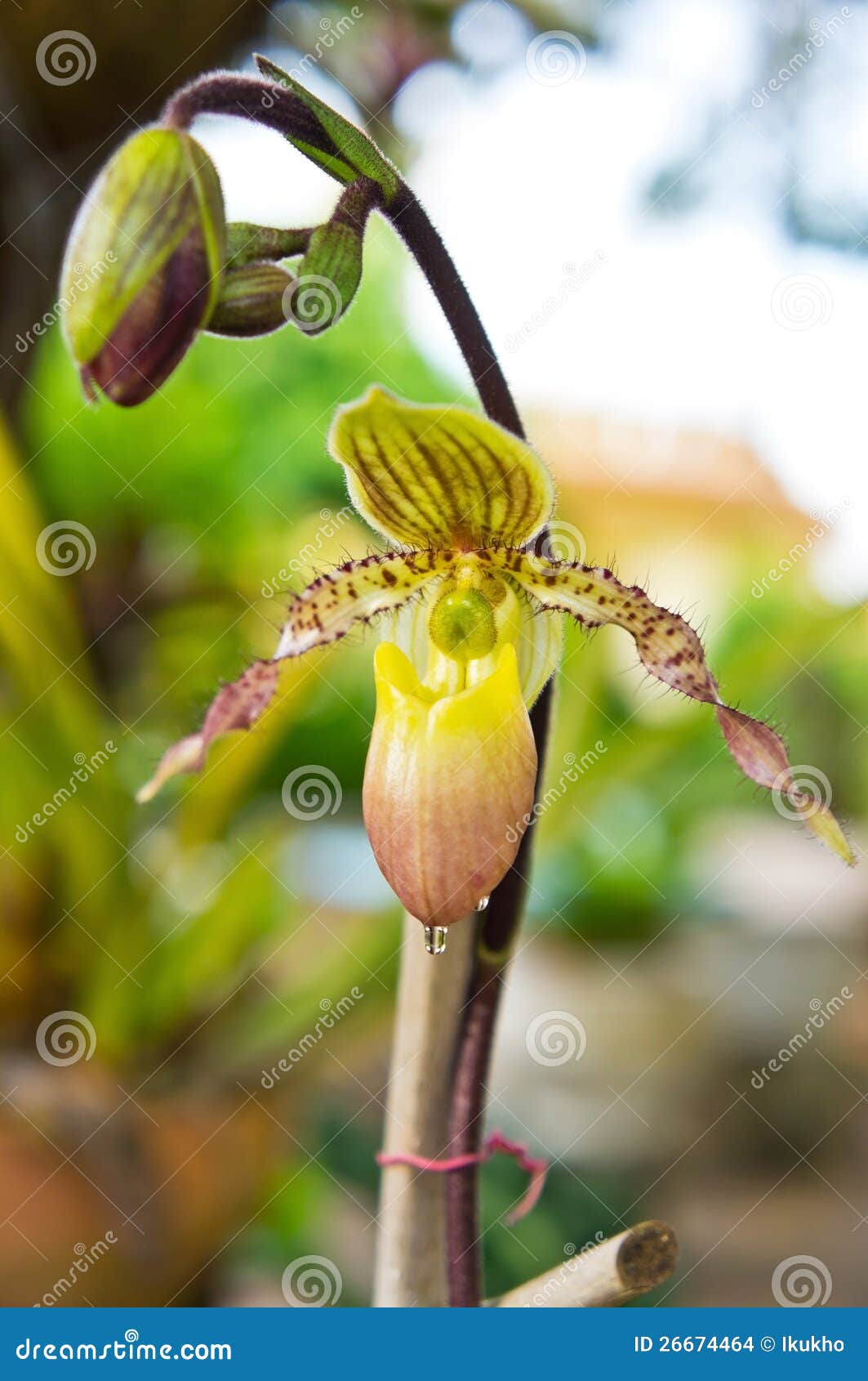 Beauty of Paphiopedilum Exul. Stock Photo - Image of floral, flower ...