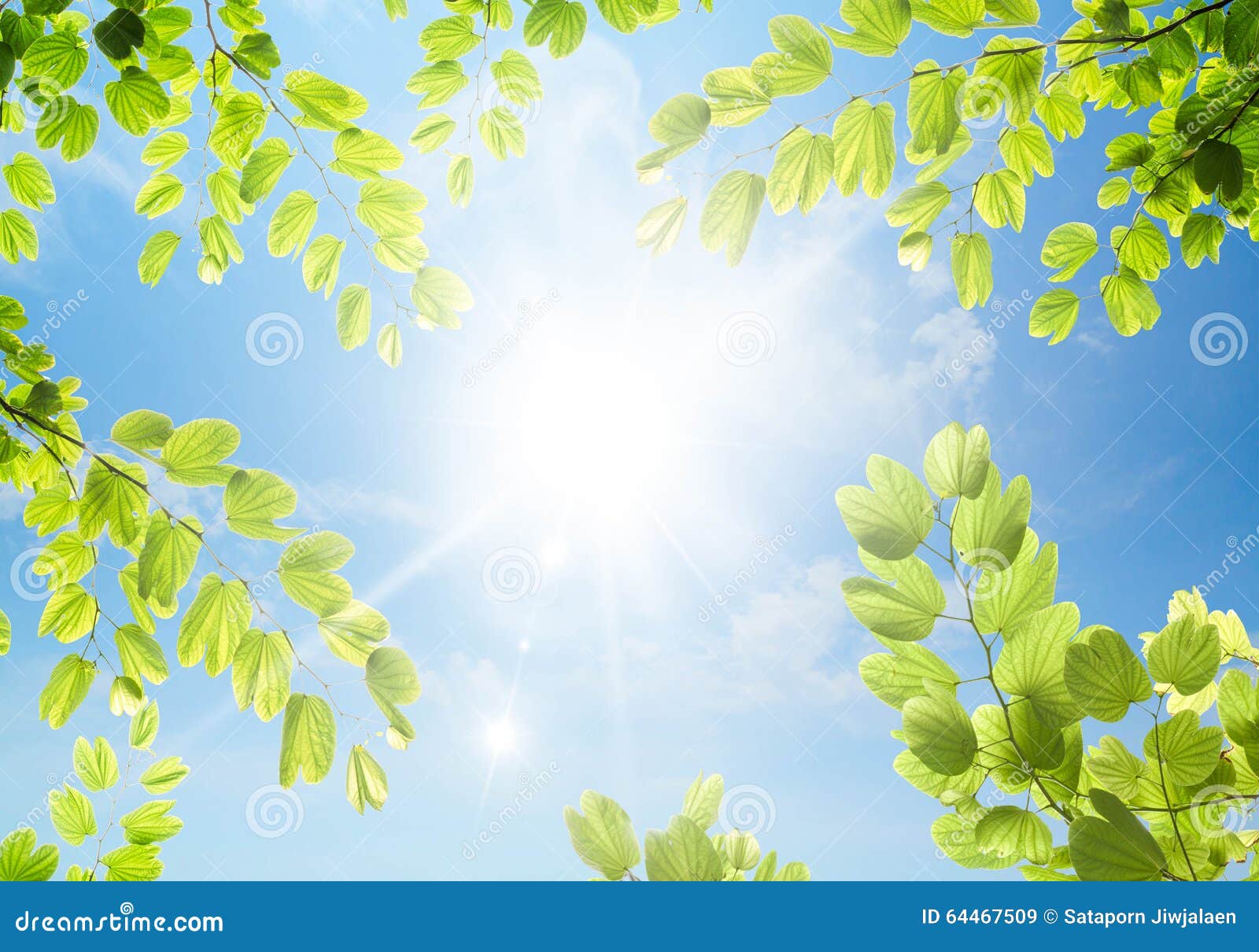 Beauty Peaceful Sky with Green Leaf Stock Image - Image of nature ...