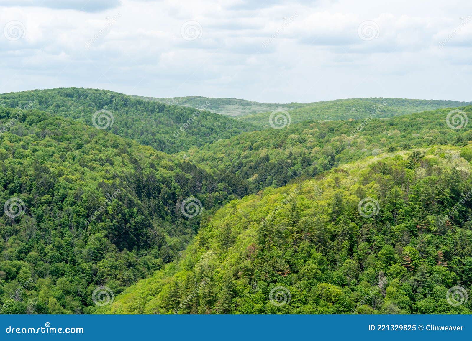 Pine Creek Gorge Greenery stock image. Image of tioga - 221329825