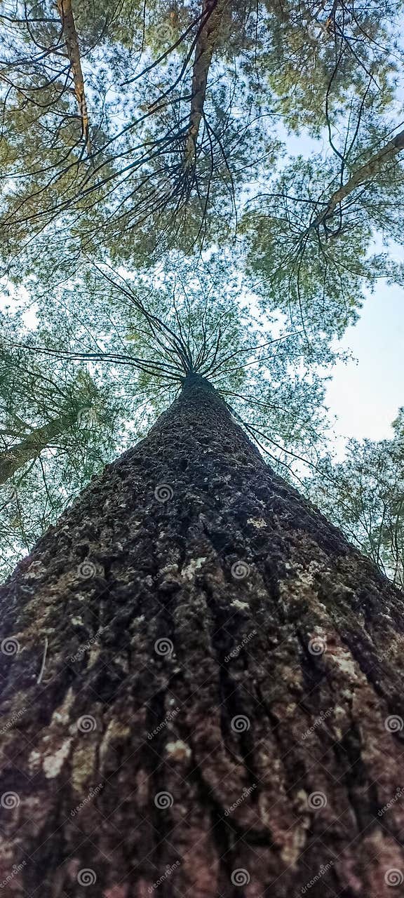 The Beauty of the Pine Tree from Below Stock Photo - Image of pine ...