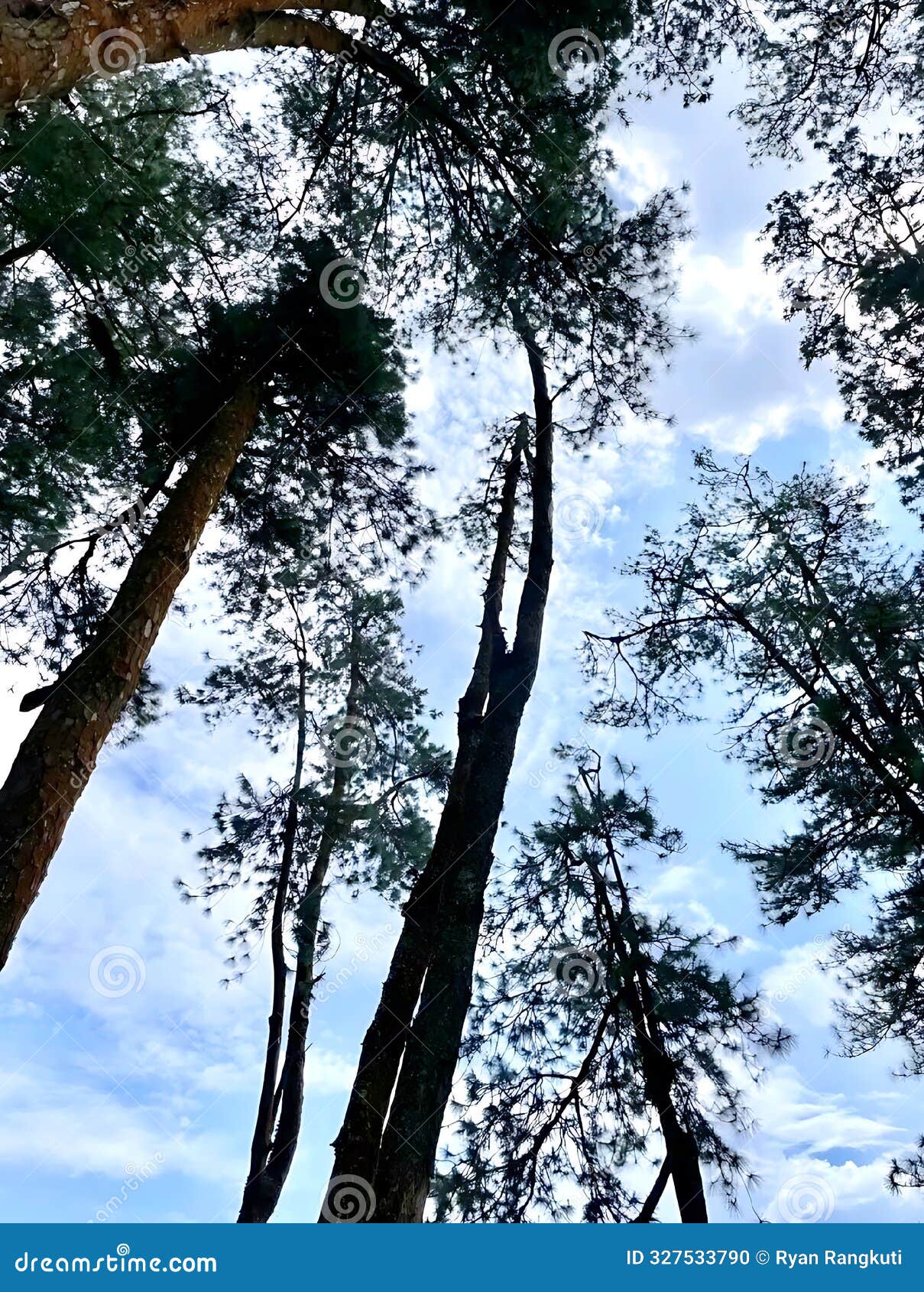 The Beauty of the Pine Tree Forest Visible from Below. Stock Photo ...