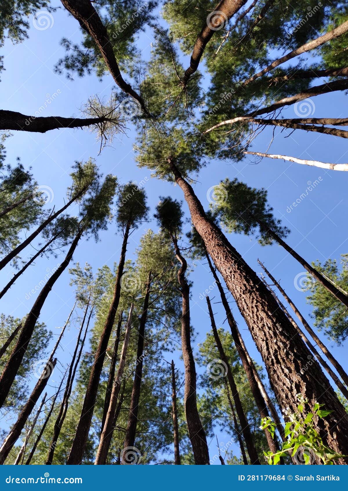 Beauty of Pine Trees with Clear Blue Sky is a Great Sight To Behold ...