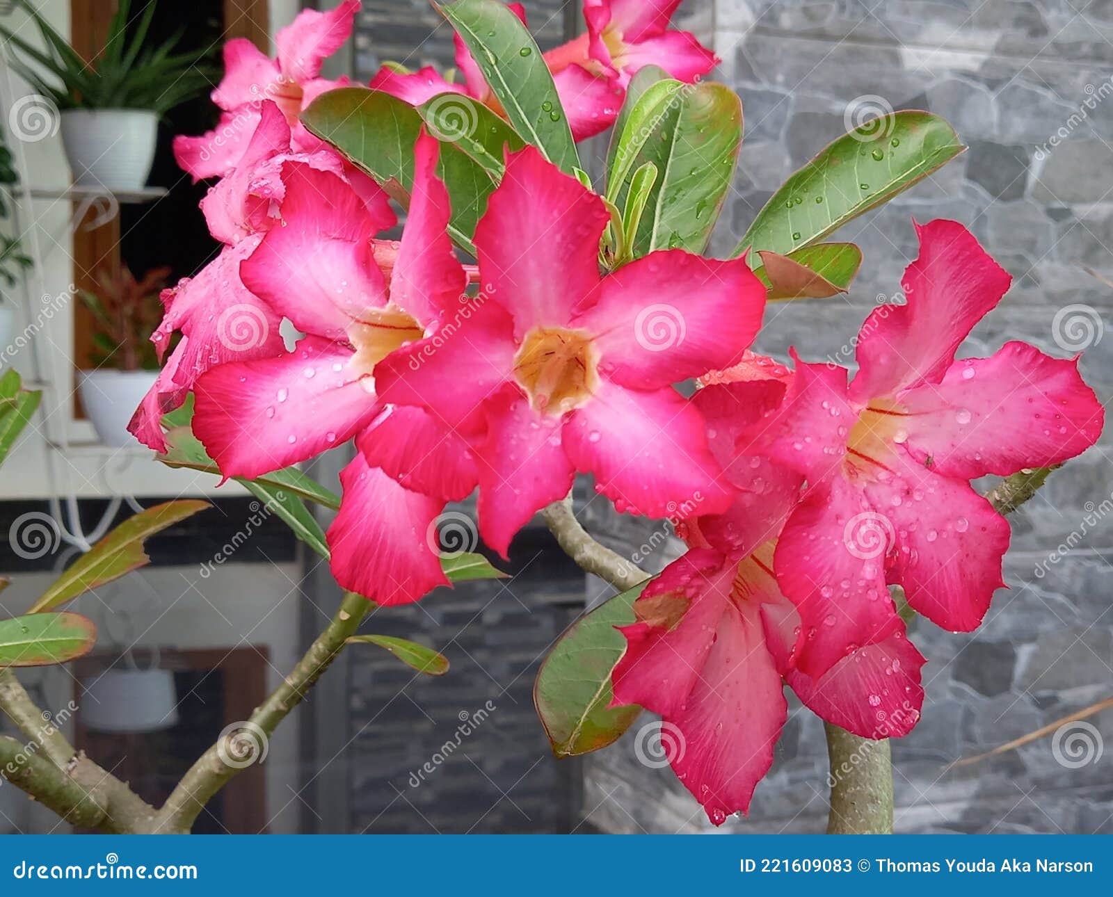 Pingki Flower Stock Photos - Free & Royalty-Free Stock Photos from ...