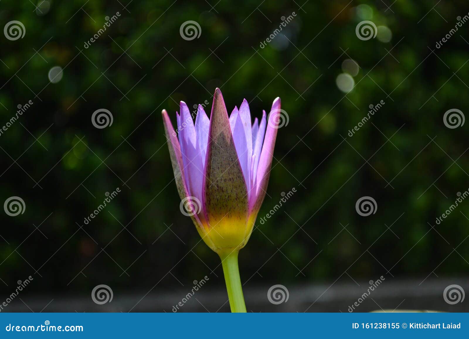 The Budding Lily (Lilium Formosanum). Royalty-Free Stock Photo ...