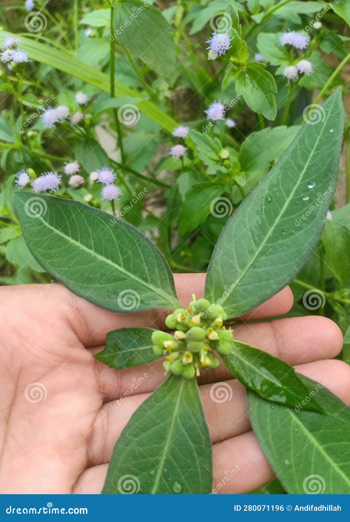 Beauty is Power a Smile is Its Sword Stock Photo - Image of simplycity ...