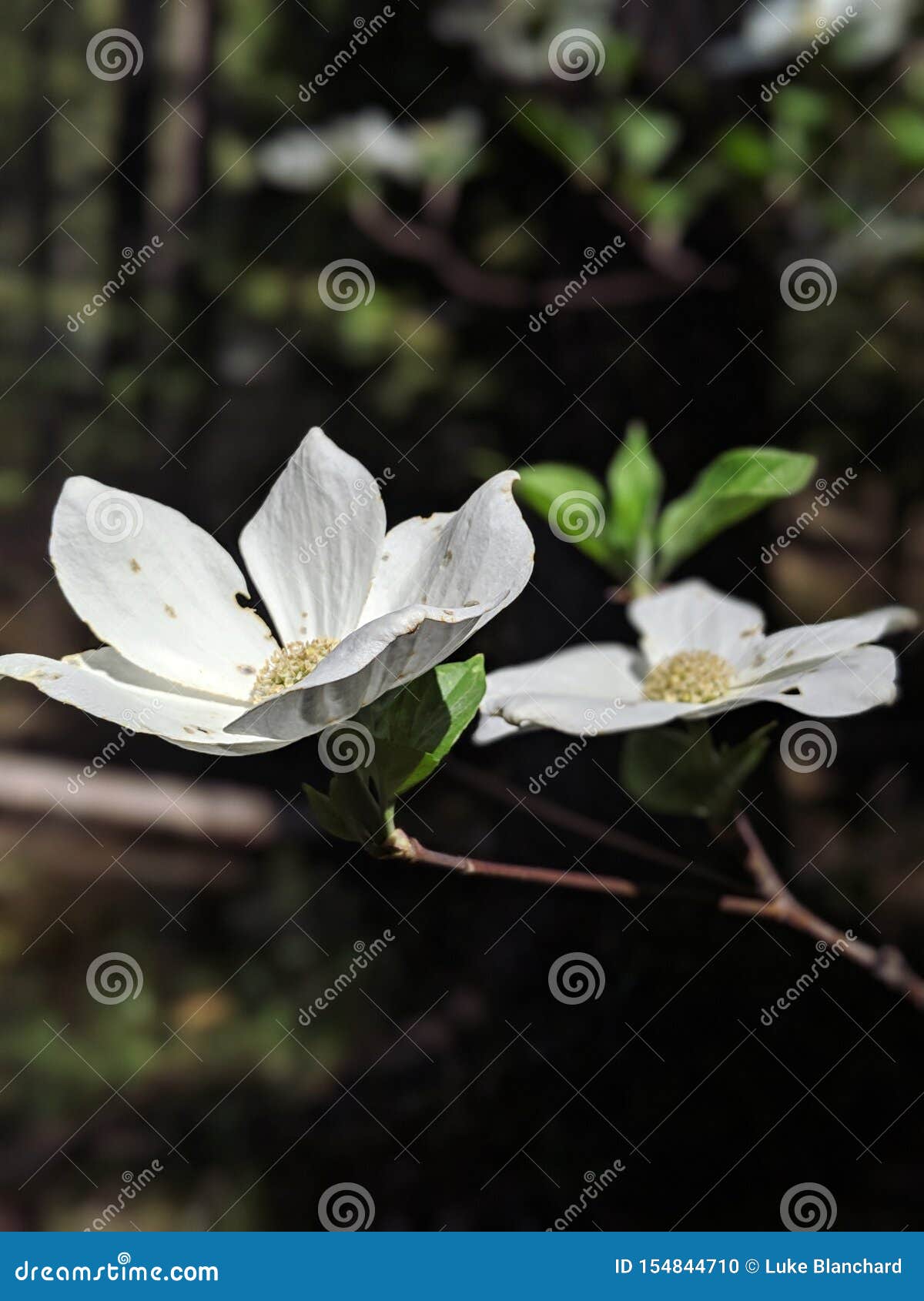 Beauty is Pure stock photo. Image of beauty, nature - 154844710