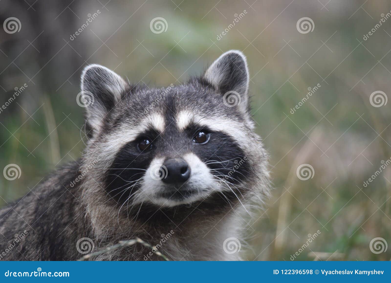 Raccoon look forward stock photo. Image of animal, mammal - 122396598