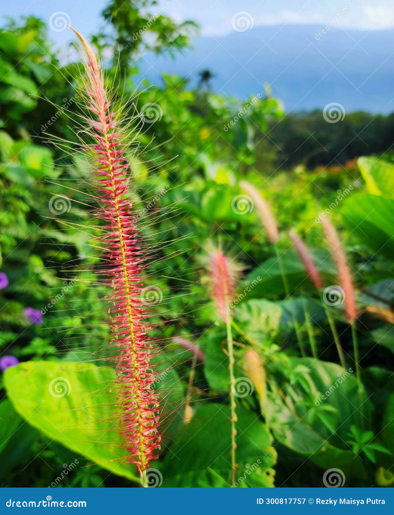 The Beauty of Red Grass Grows Naturally in the Wild Stock Image - Image ...