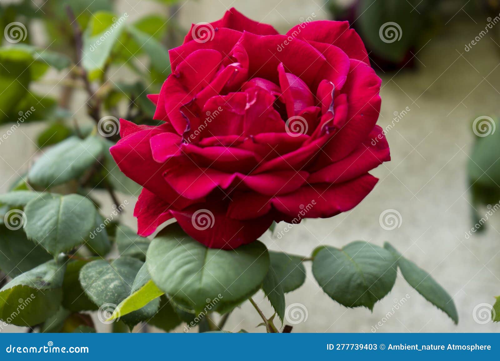 The Beauty of a Red Rose stock image. Image of shrub - 277739403