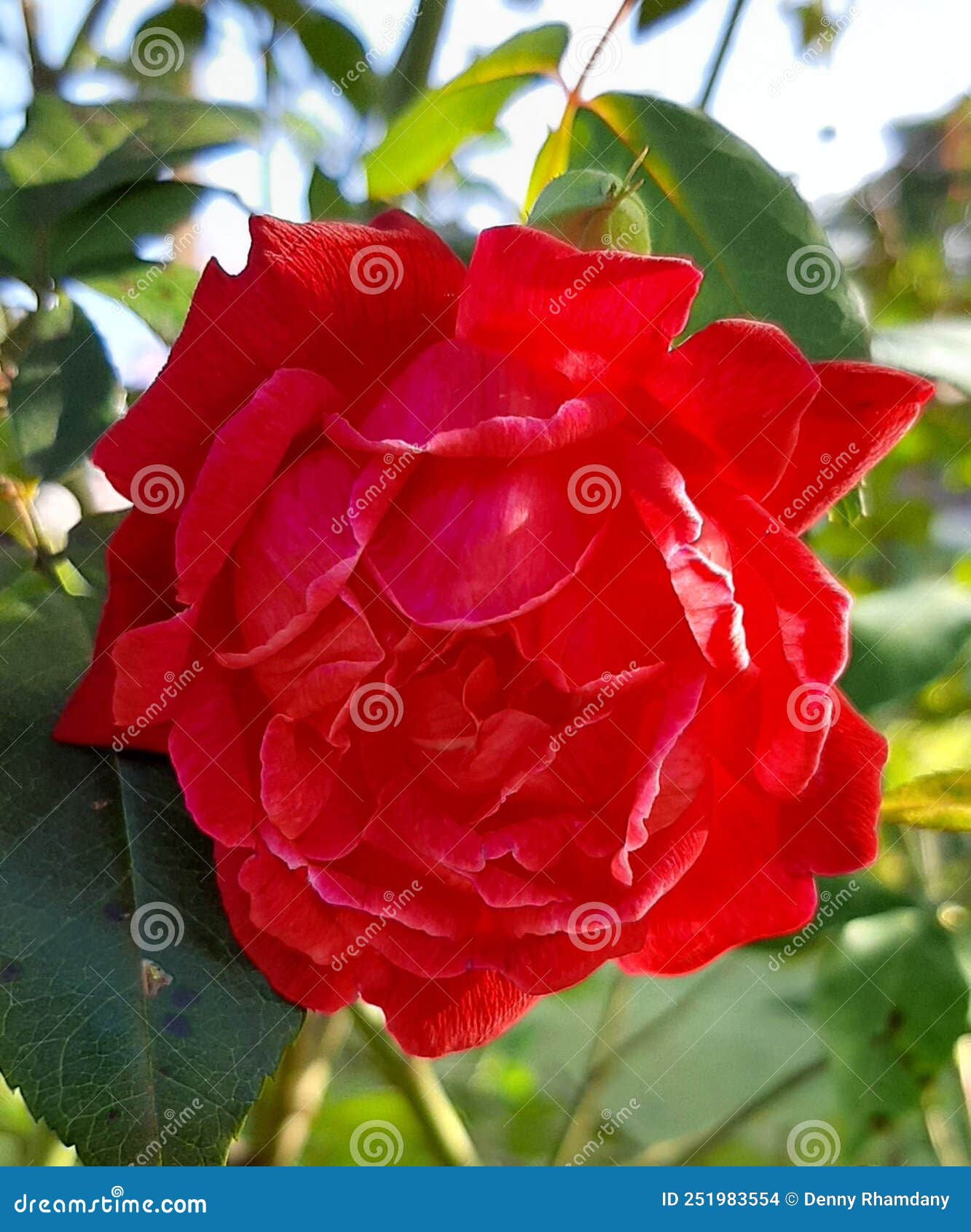 The Beauty of Red Roses in the Morning Sun Stock Photo - Image of plant ...