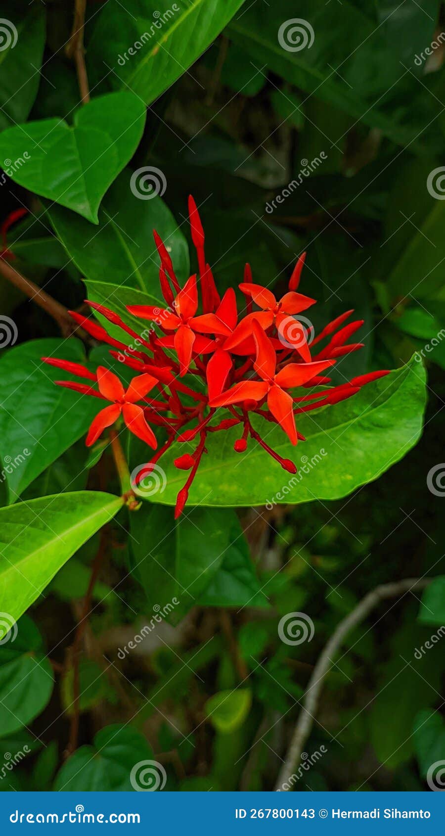 Beauty of red soka flowers stock image. Image of shrub - 267800143
